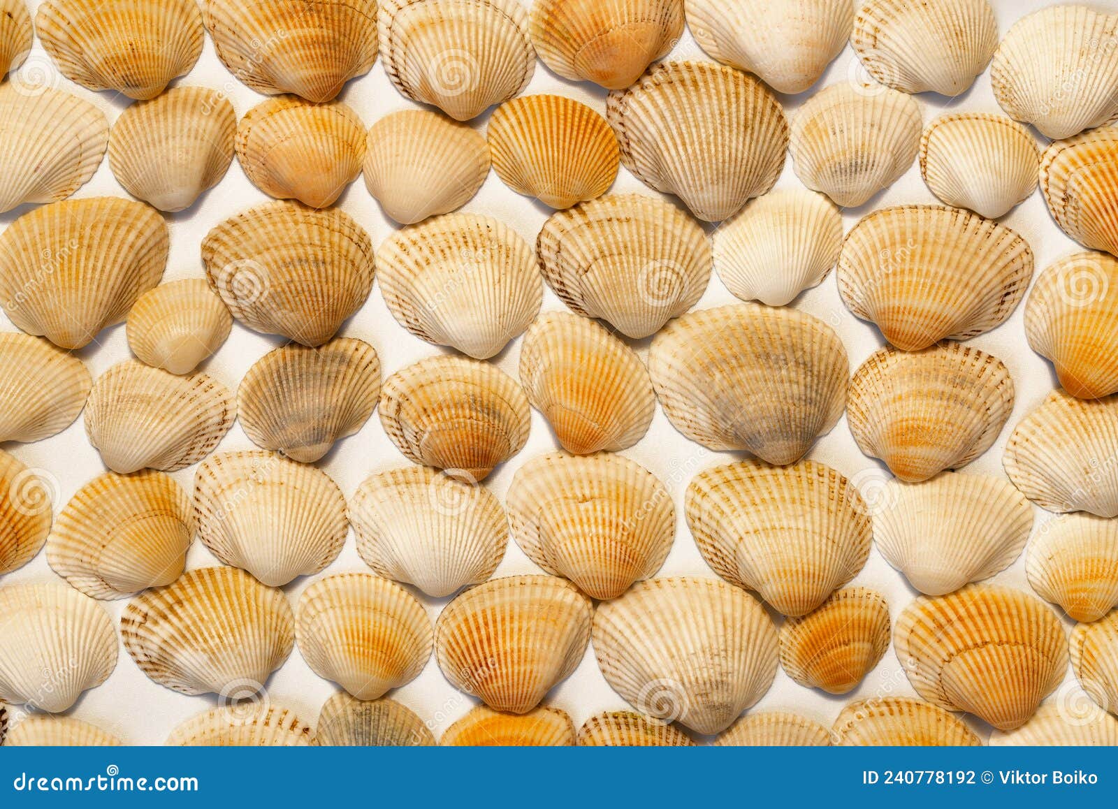 Seashells Laid Out in Rows All Over the Surface Stock Photo - Image of ...