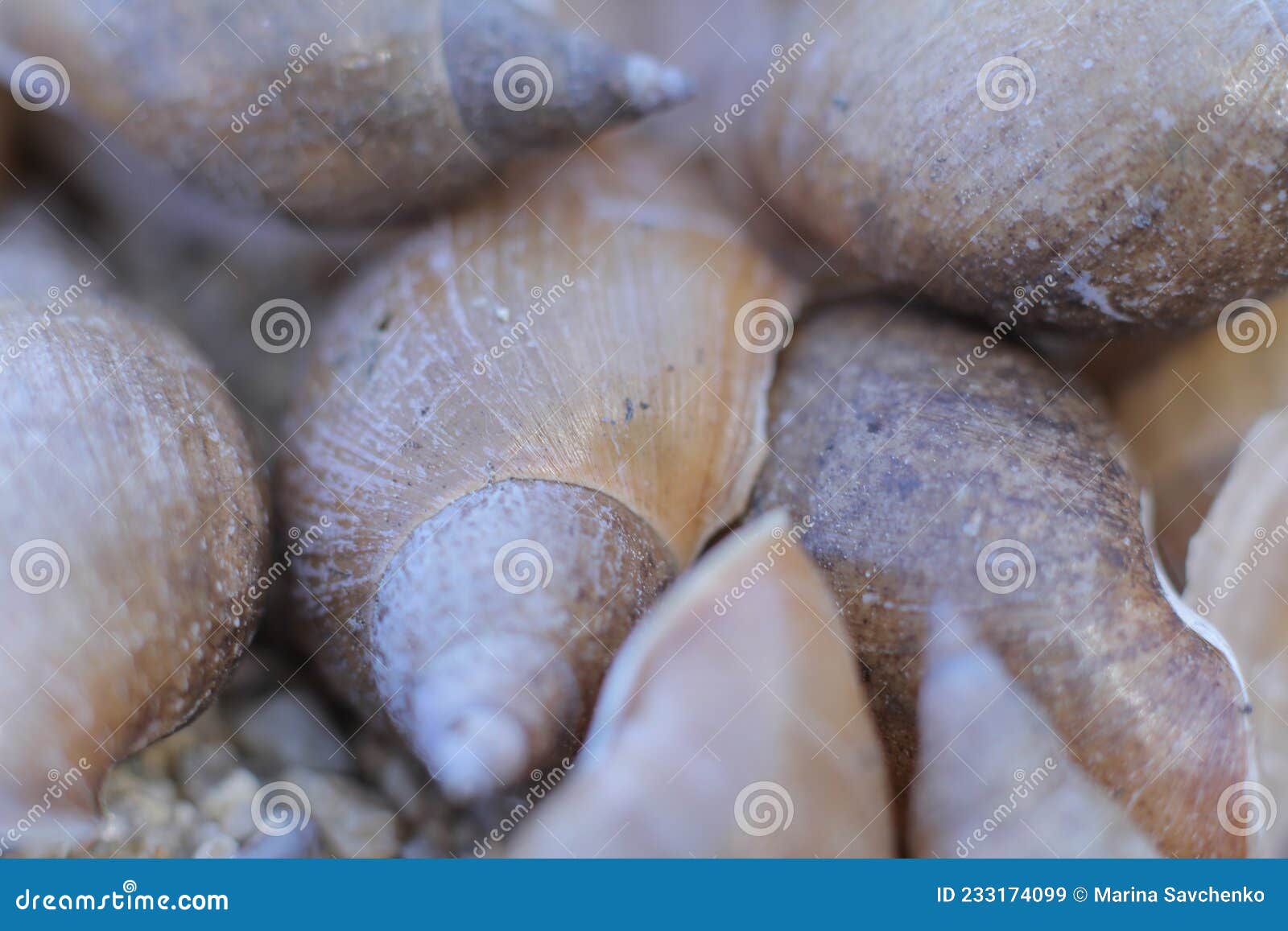 Seashells on the Lake Close Up Stock Image - Image of invertebrate ...
