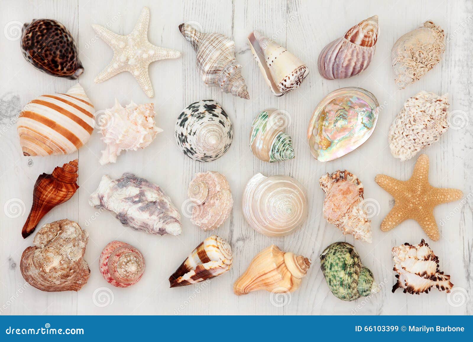 Seashells stock image. Image of gastropod, mollusk, endangered - 66103399