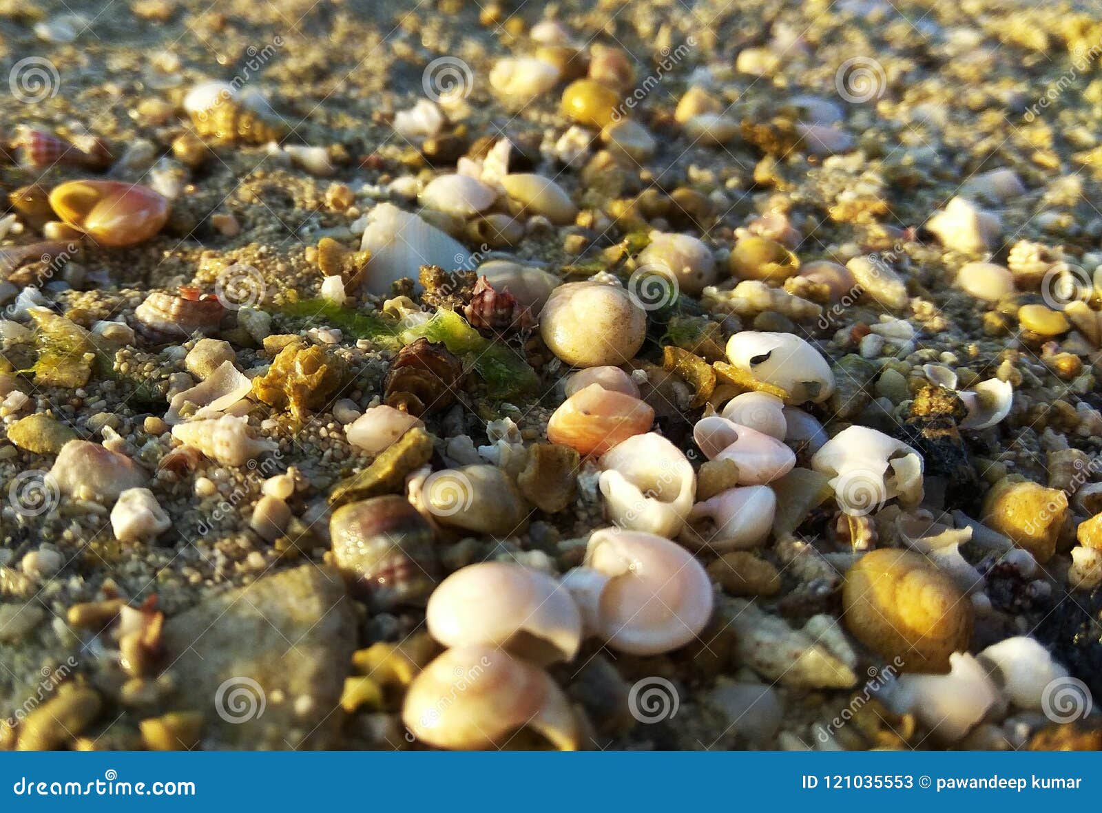Seashells stock image. Image of beach, laying, seashells - 121035553