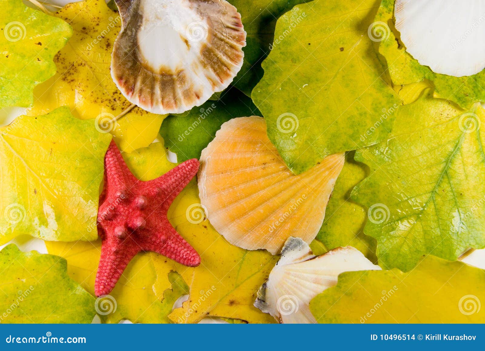 Seashells on leaves stock photo. Image of vacation, nature - 10496514