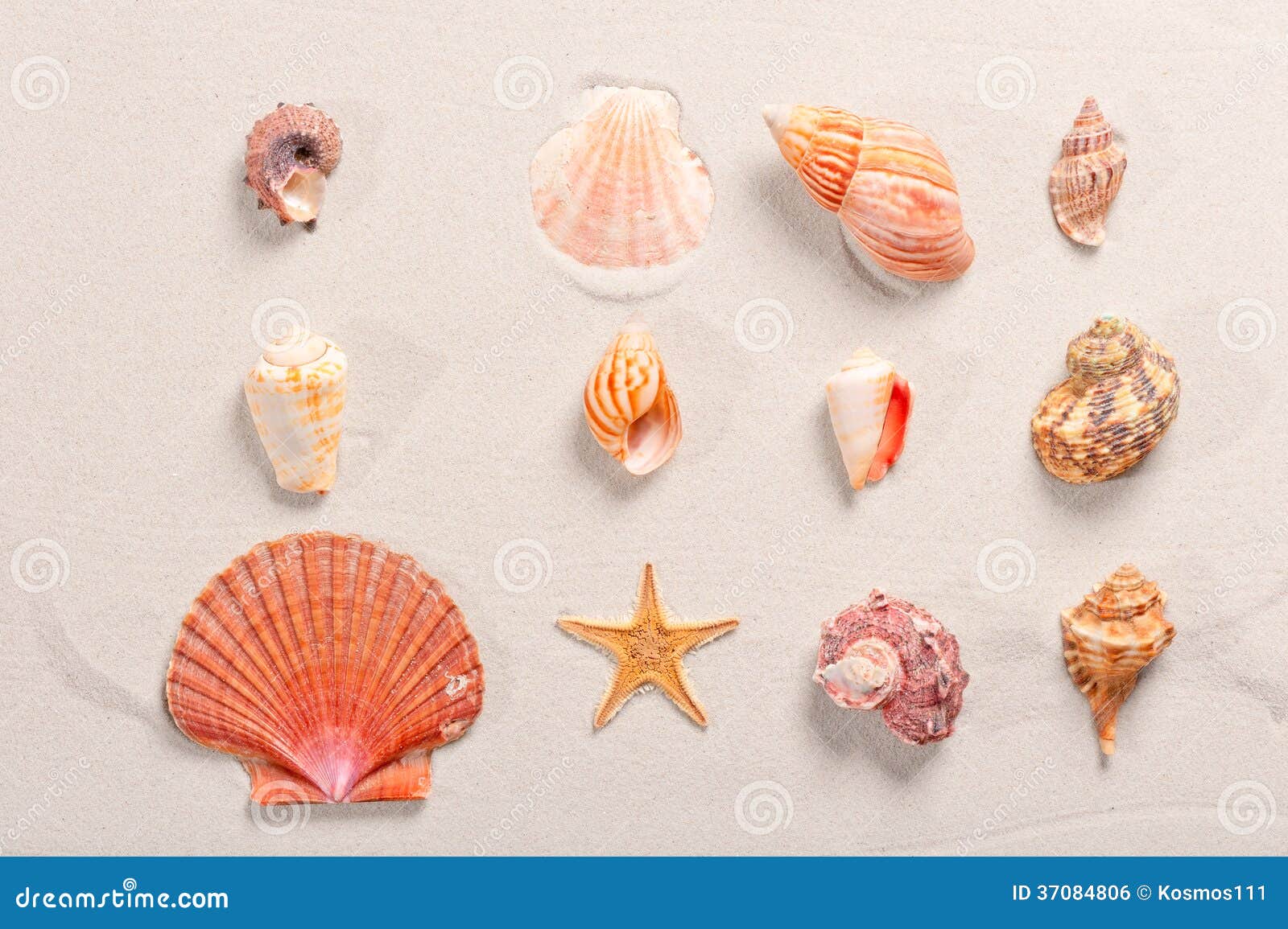 Seashells Row Stock Photos - Download 311 Royalty Free Photos