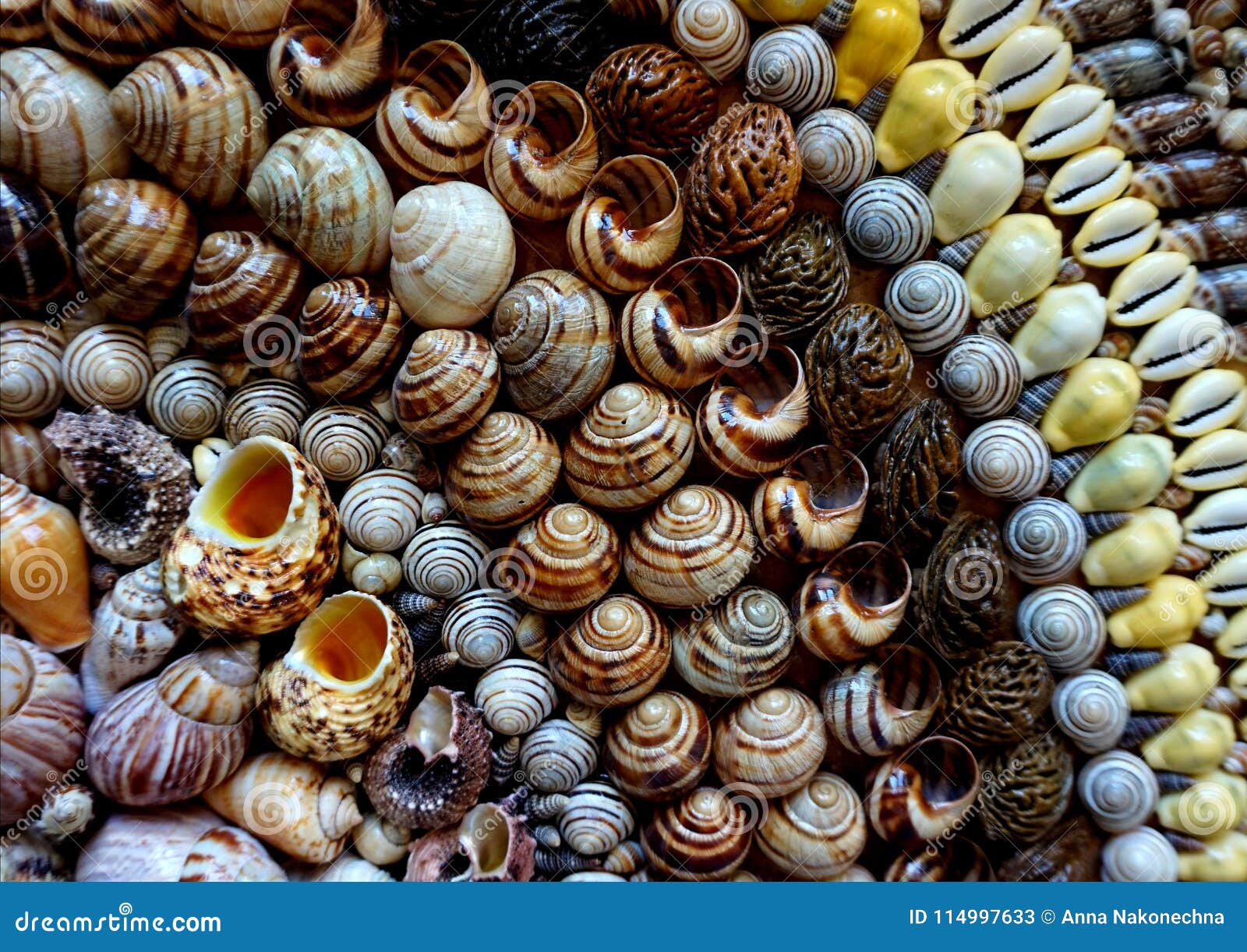 Seashells lined in rows. stock image. Image of lined - 114997633