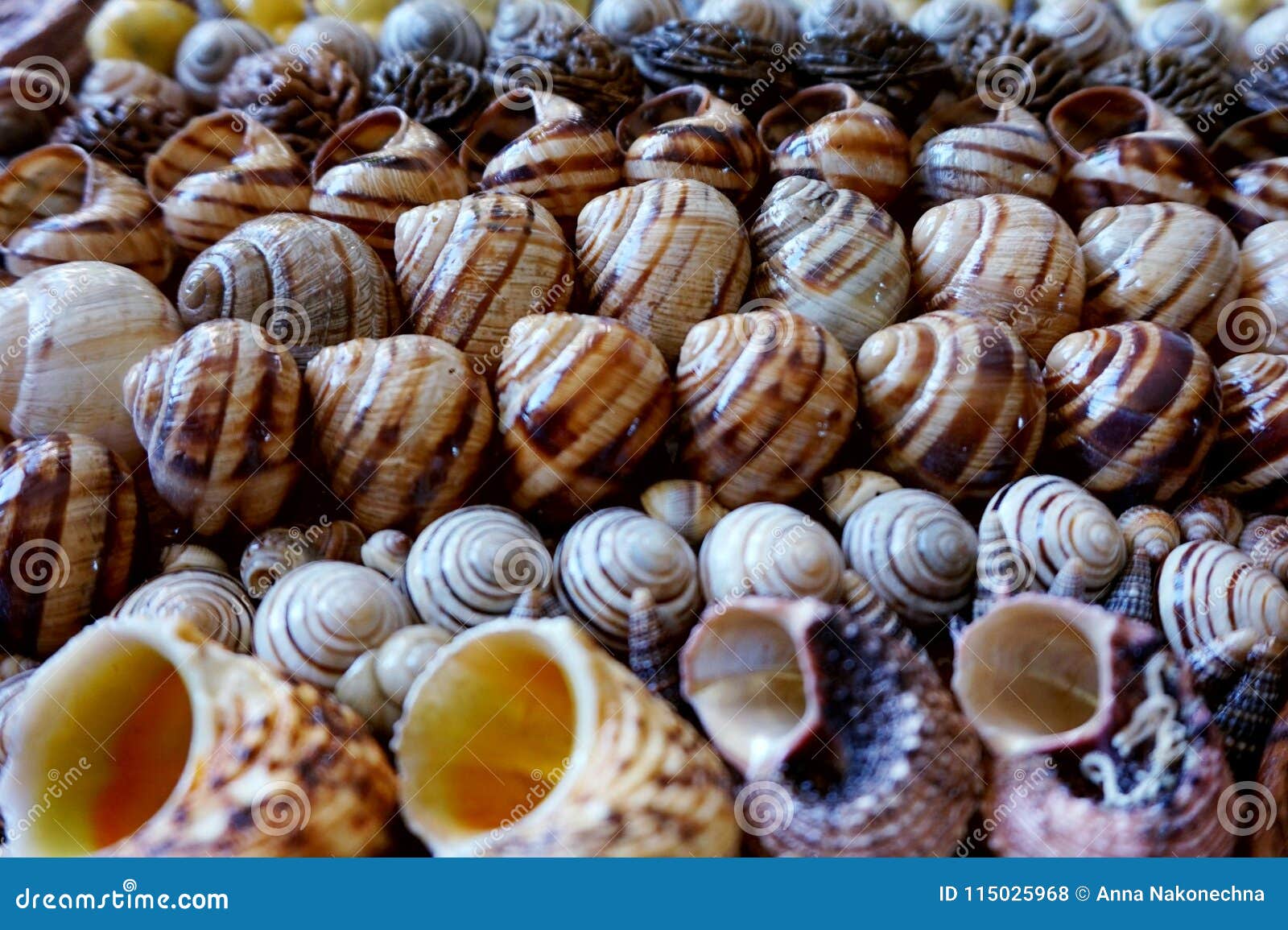 Seashells lined in rows. stock photo. Image of craft - 115025968