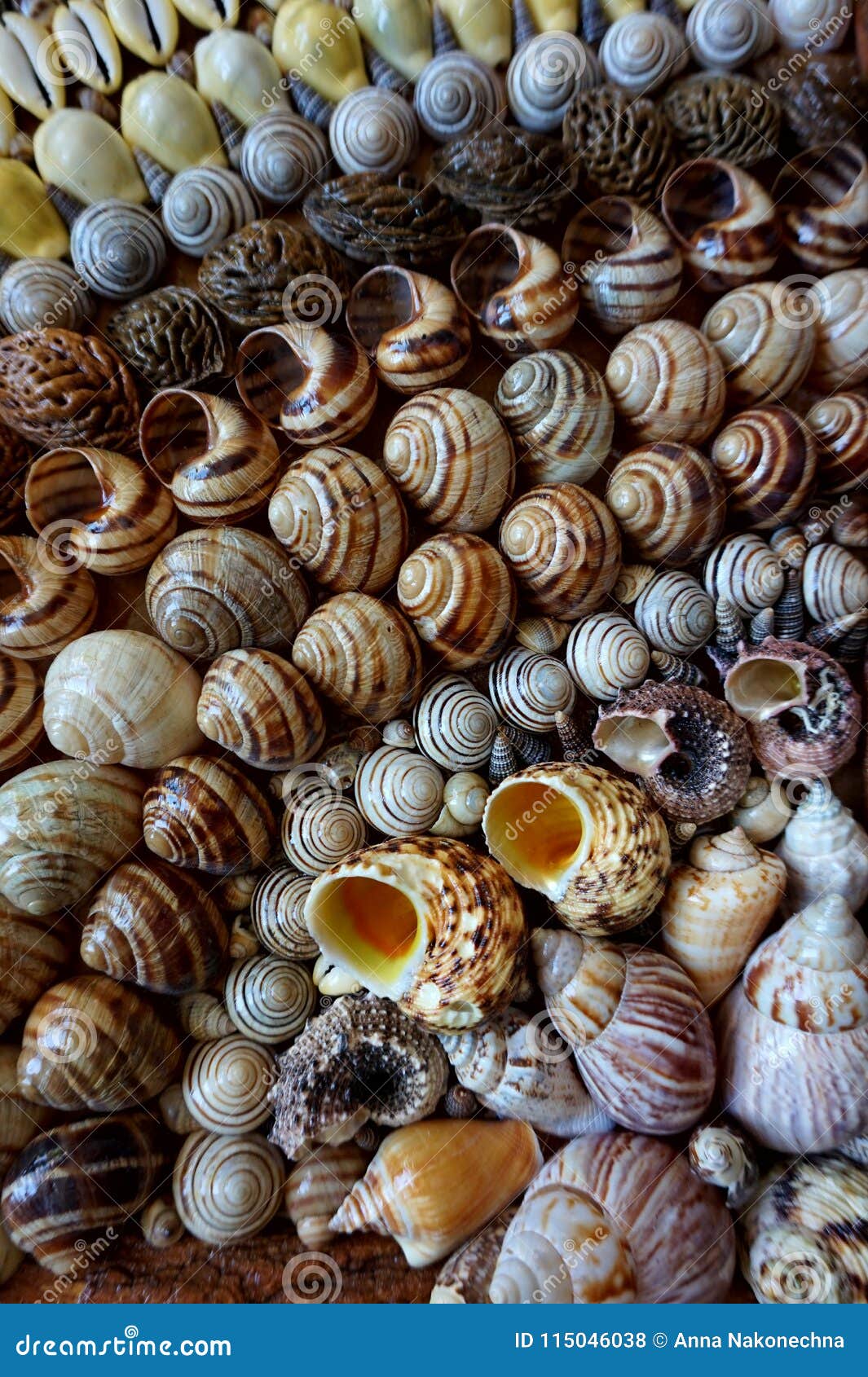 Seashells lined in rows. stock photo. Image of life - 115046038