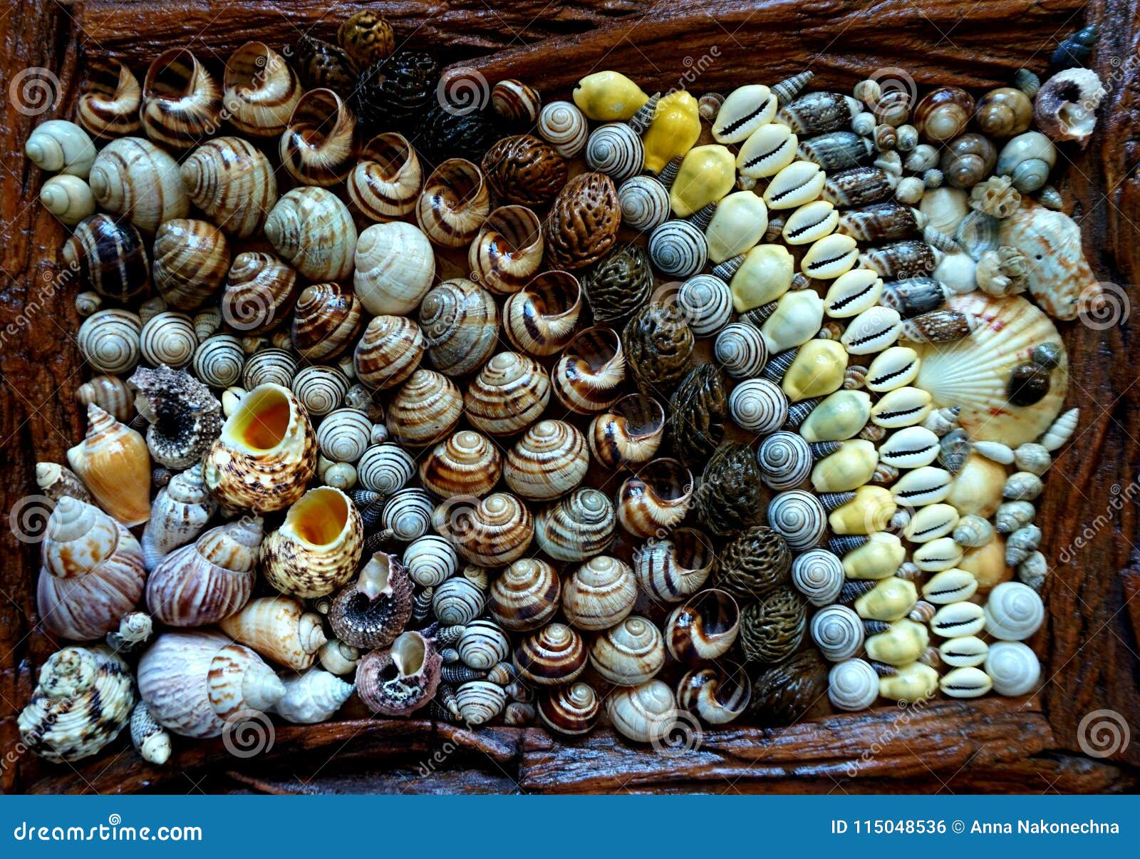 Seashells lined in rows. stock photo. Image of brought - 115048536