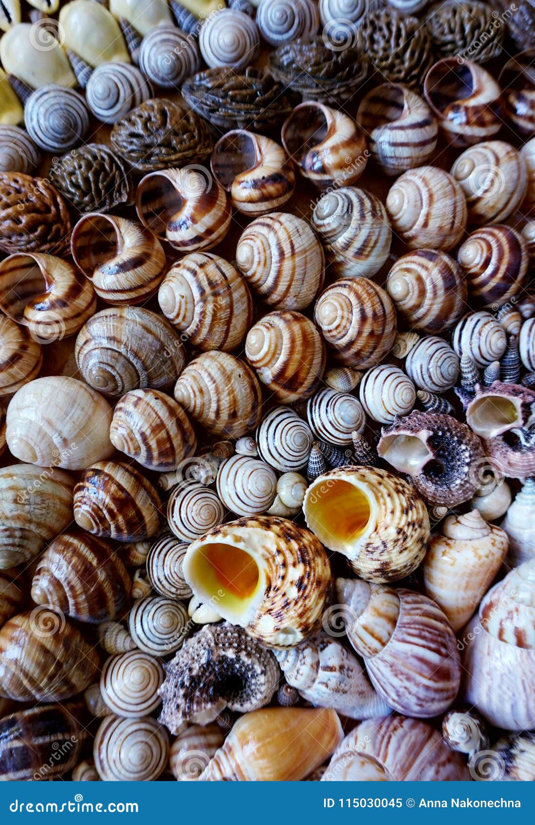 Seashells lined in rows. stock image. Image of house - 115030045