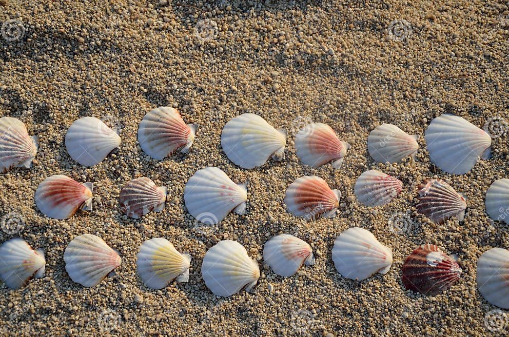 Seashells in Lines on a Beach Stock Image - Image of travel, collection ...