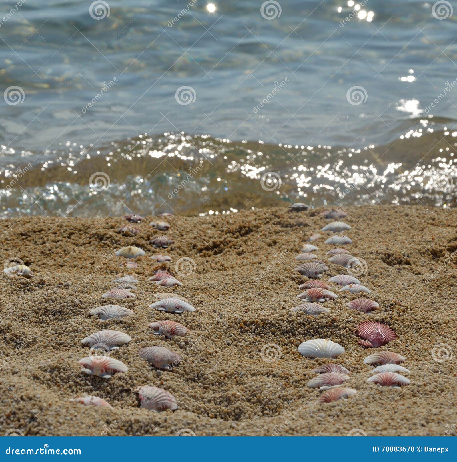 Seashells in Lines to Sea stock photo. Image of tropical - 70883678