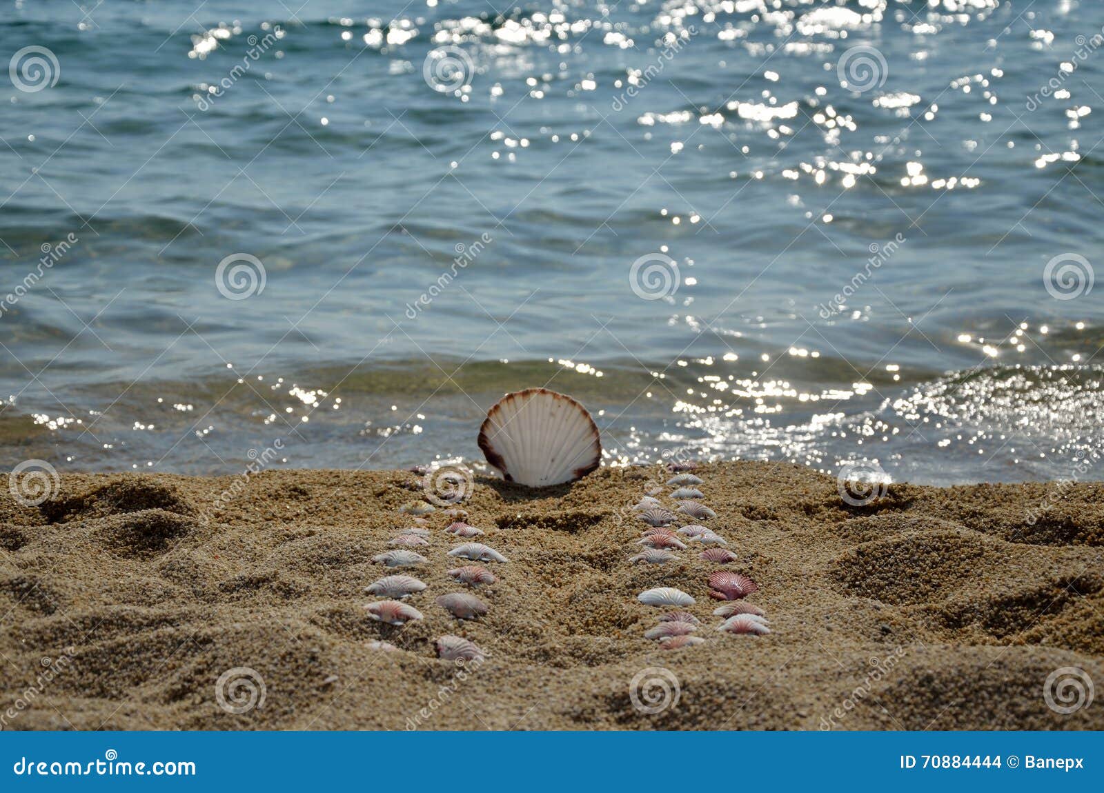 Seashells in Lines to Sea stock photo. Image of coast - 70884444