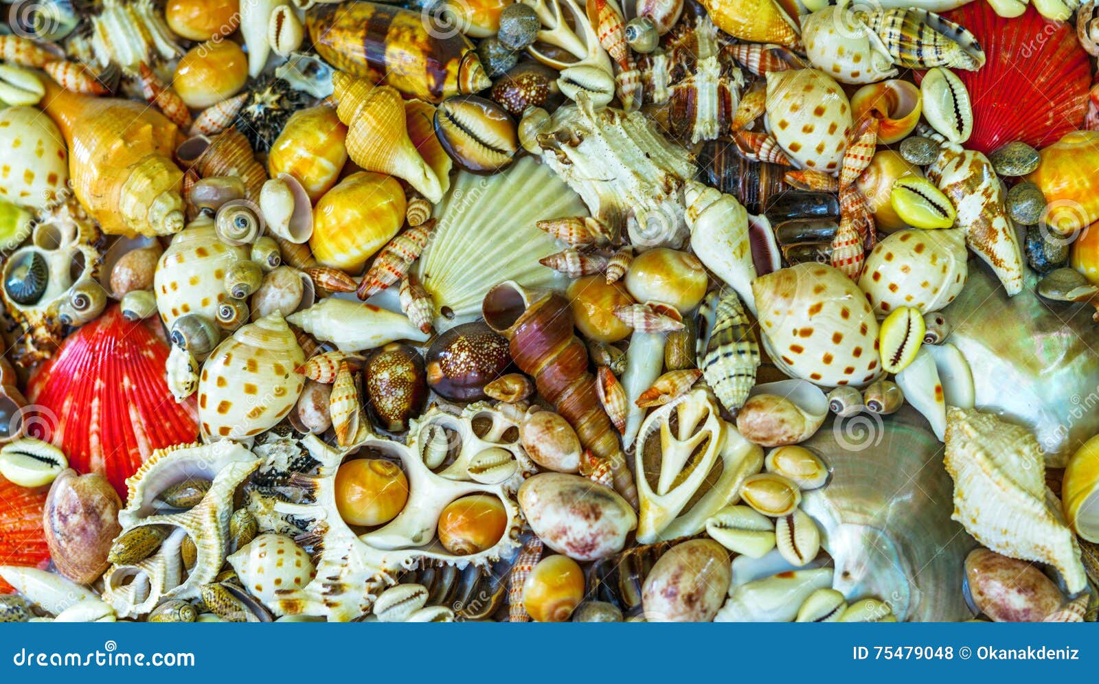 Seashells stock photo. Image of ocean, natural, pattern - 75479048