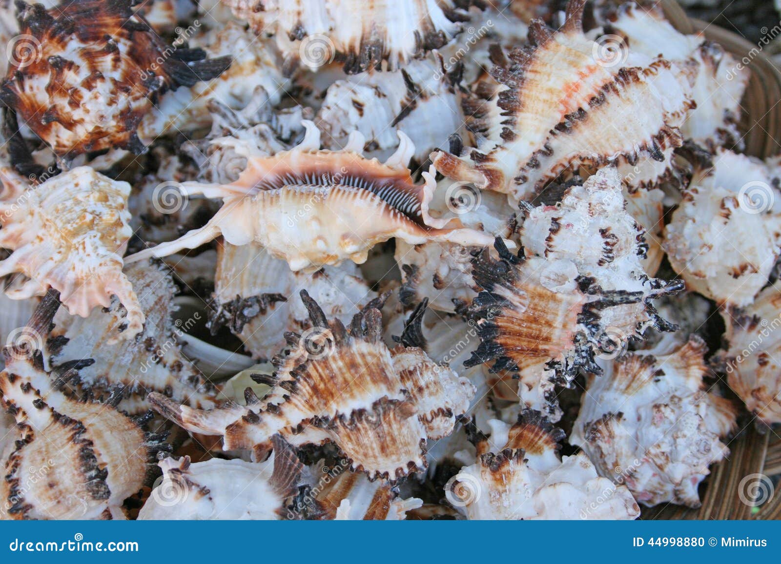 Seashells stock photo. Image of arrangement, caast, aquarium - 44998880