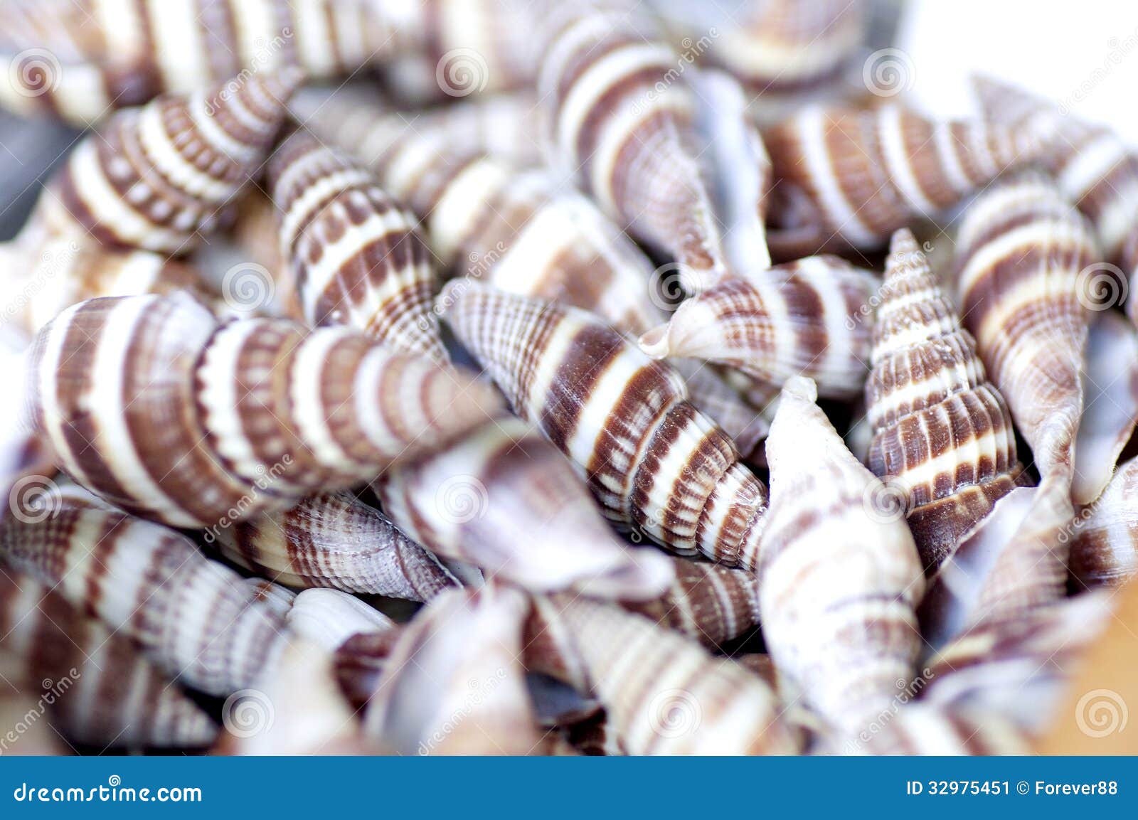 Seashells at market. stock image. Image of diverse, retail - 32975451
