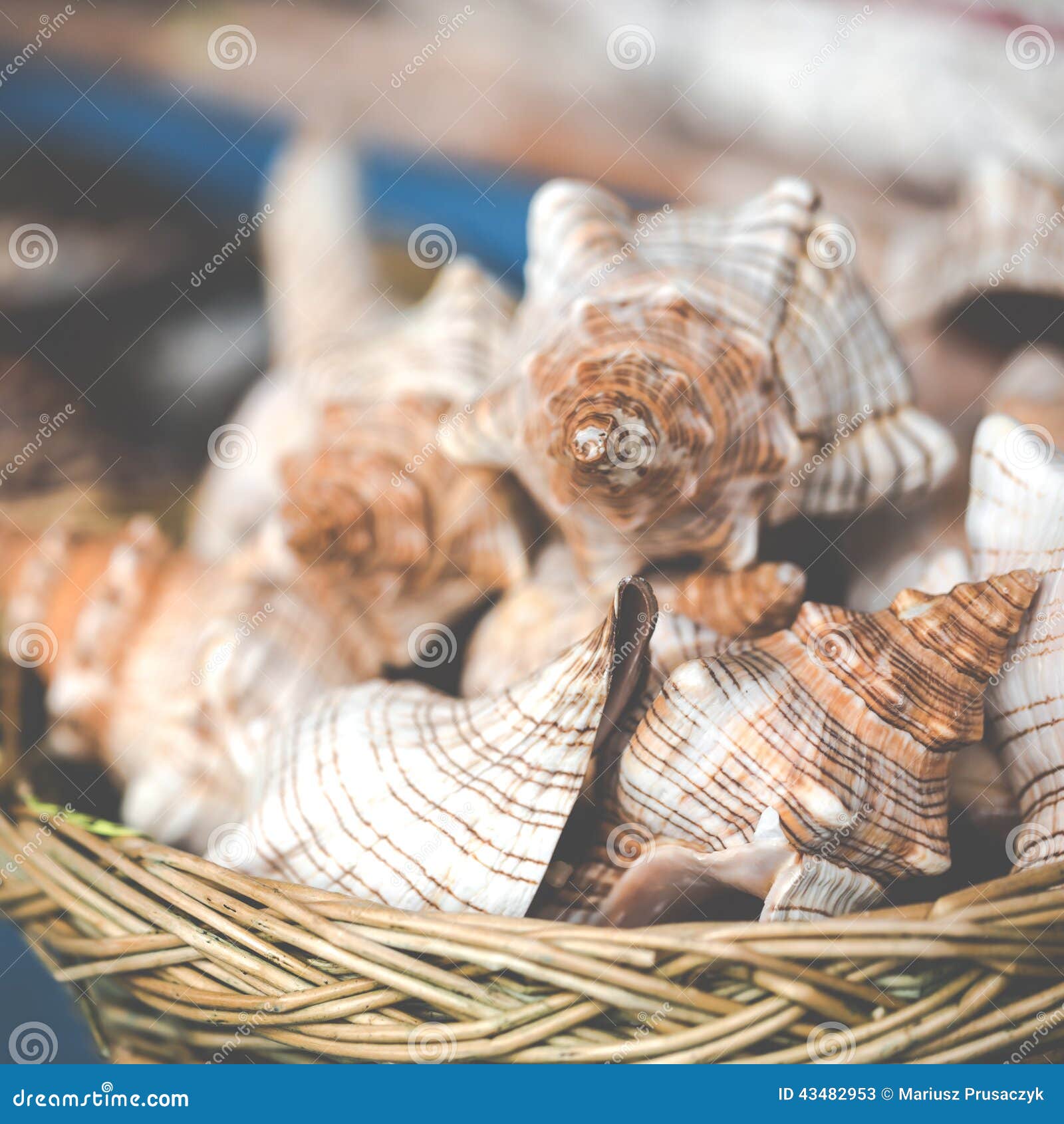 Seashells at market. stock image. Image of orange, sale - 43482953