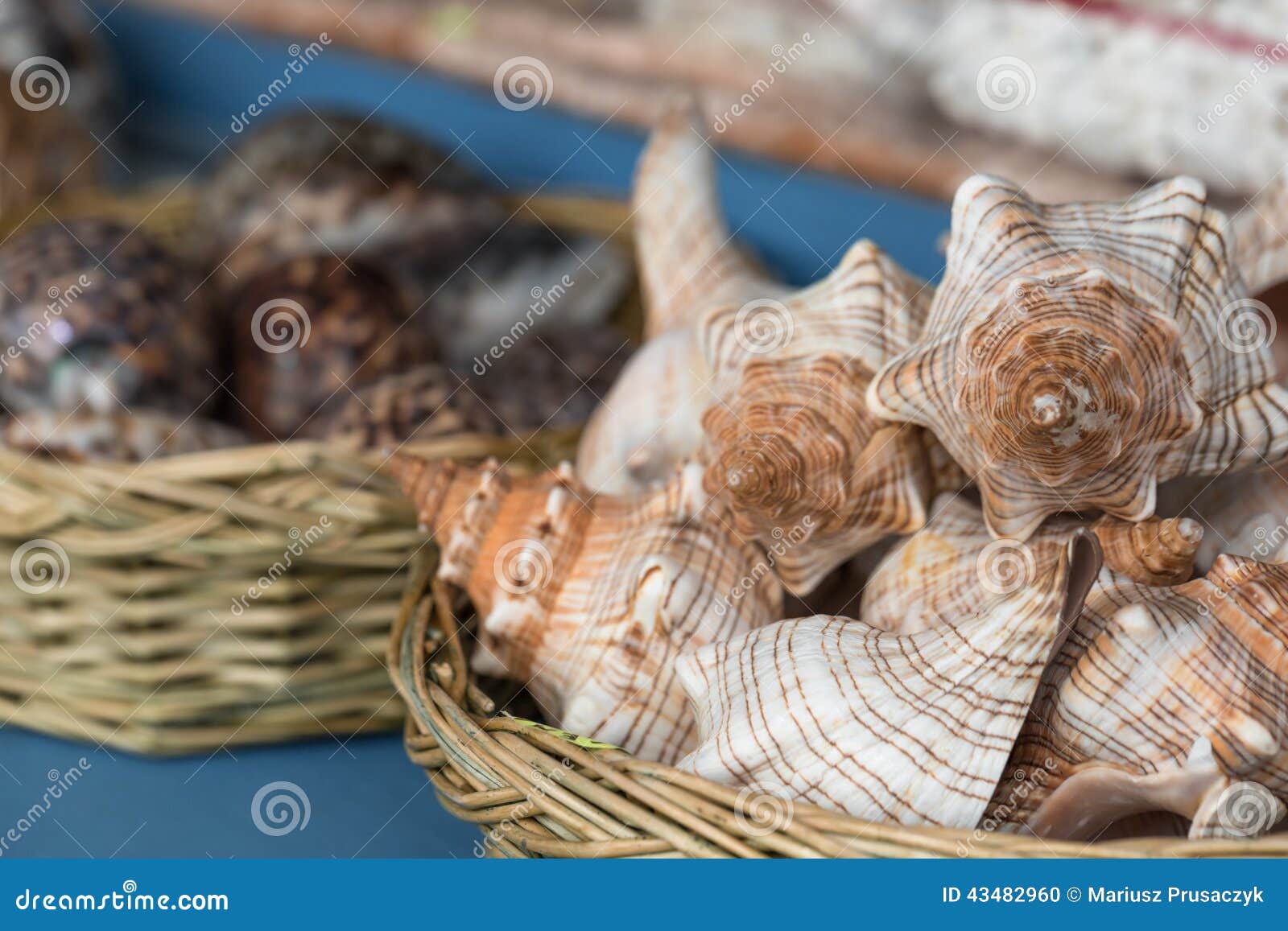 Seashells at market. stock photo. Image of marine, goods - 43482960