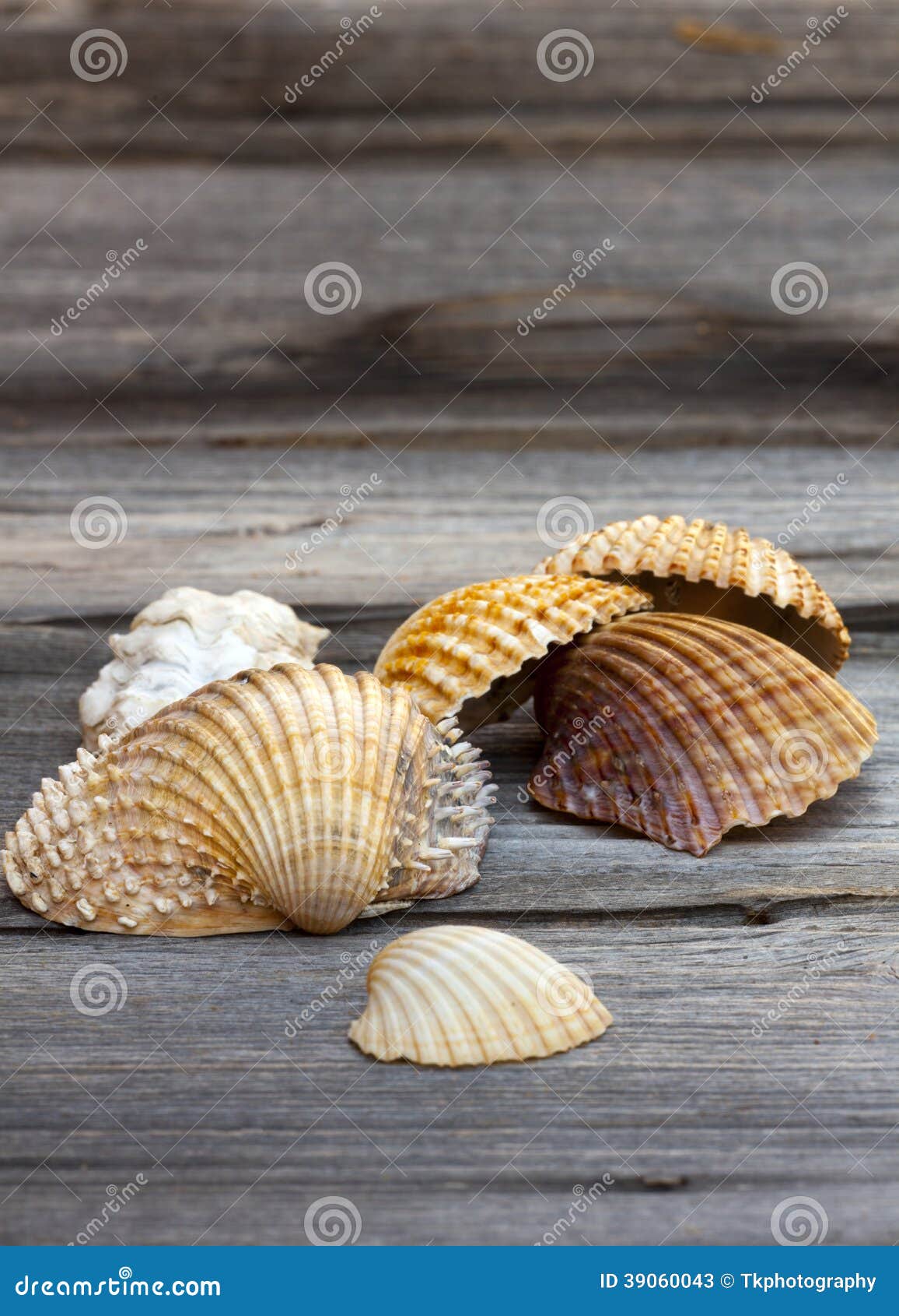 Seashells from the Mediterranean Stock Image - Image of beige, seashell ...