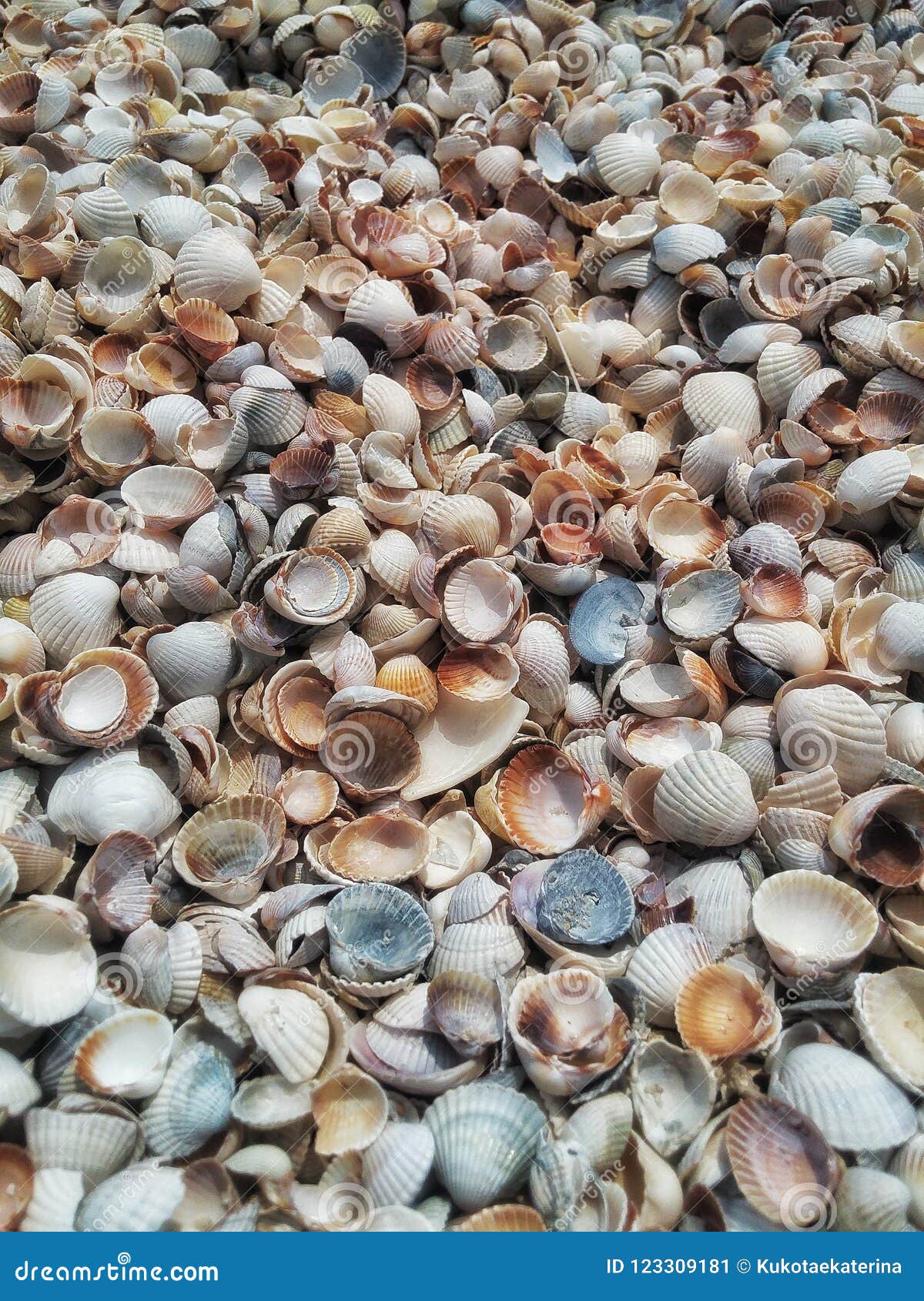 4,131 Shells Mix Photos - Free & Royalty-Free Stock Photos from Dreamstime