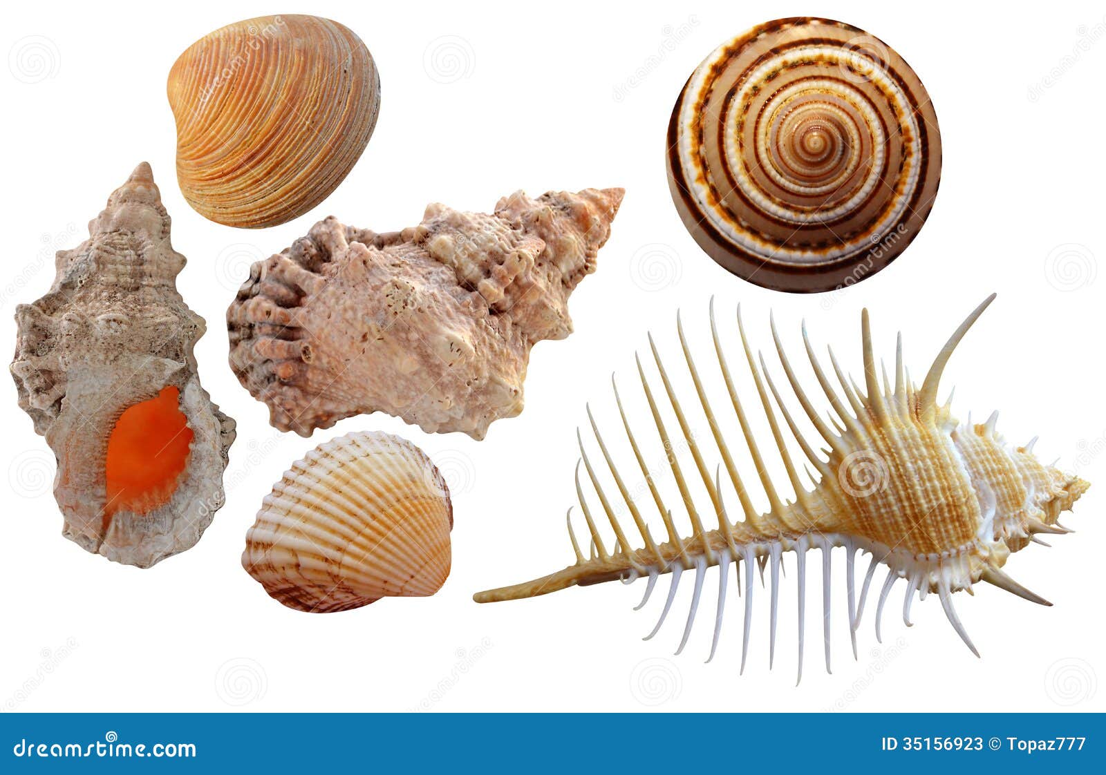 Seashells stock image. Image of group, close, snail, beach - 35156923