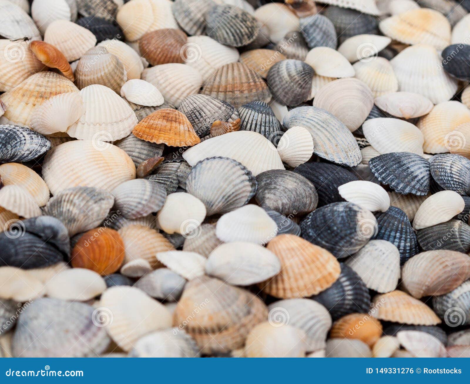 Seashells. Mollusk shells stock photo. Image of assortment - 149331276