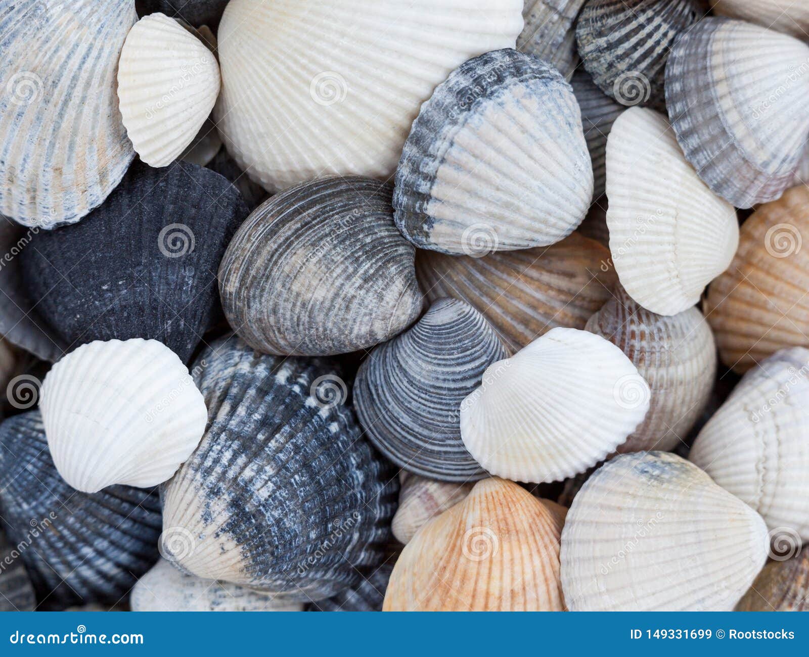 Seashells. Mollusk shells stock image. Image of beautiful - 149331699