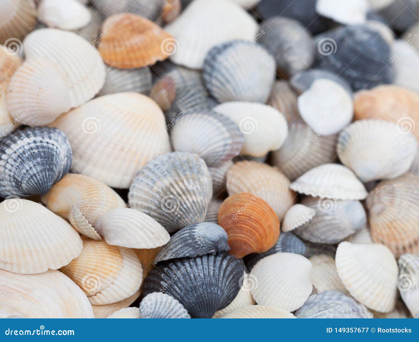 Seashells. Mollusk shells stock image. Image of molluscan - 149357677