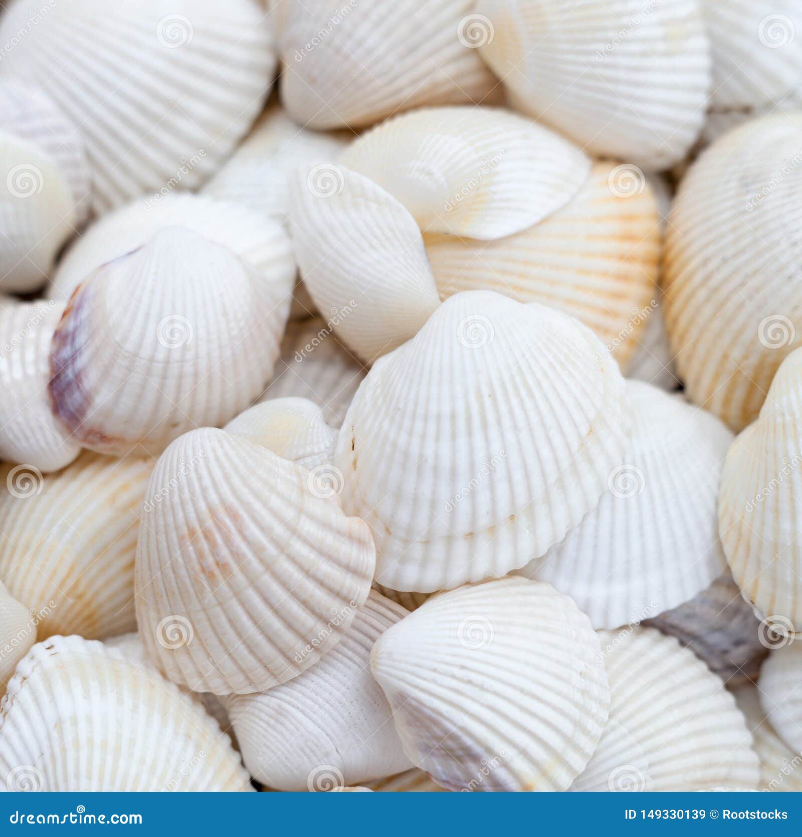 Seashells. Mollusk shells stock image. Image of conch - 149330139