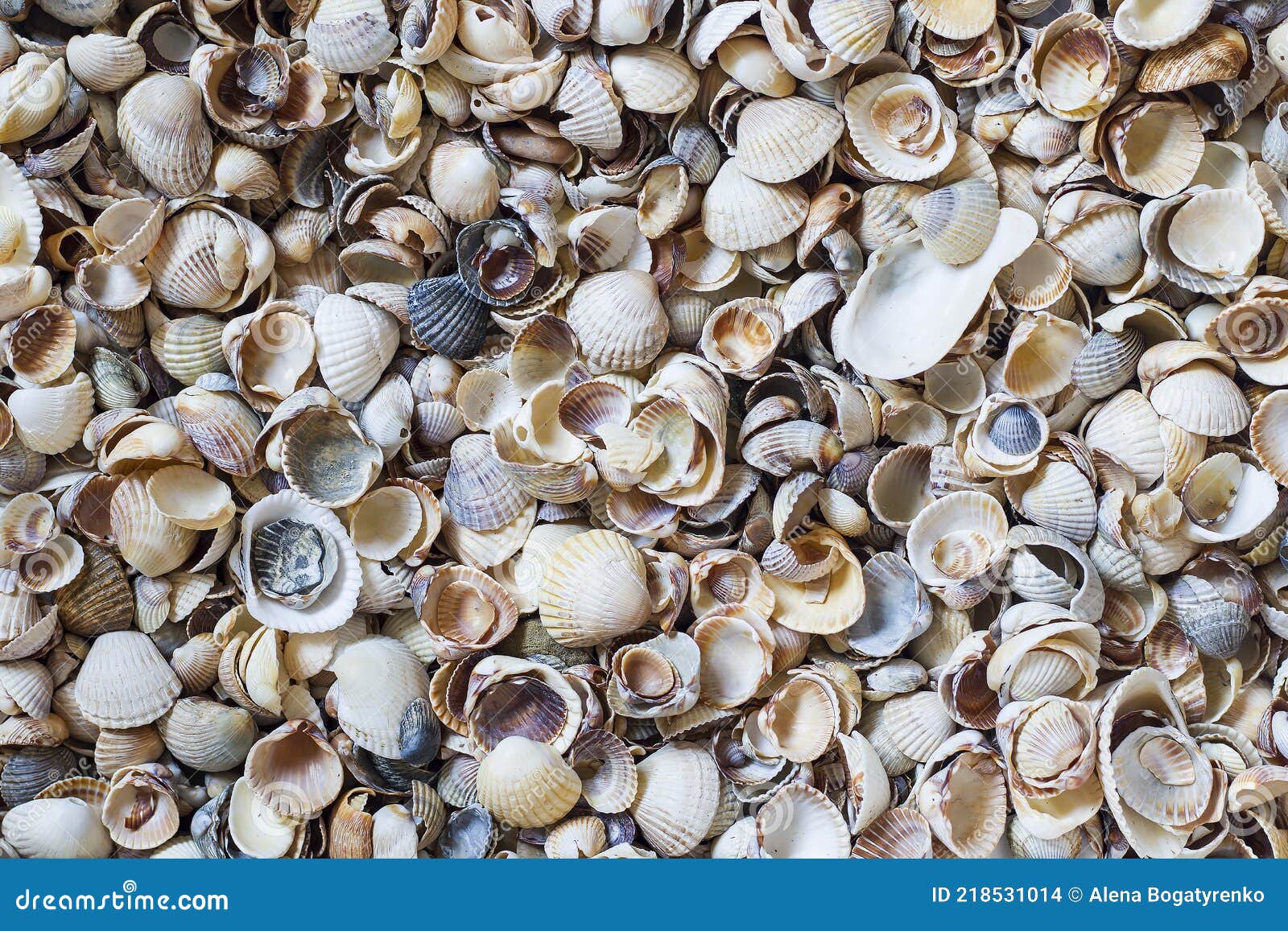 Seashells on Ocean Sea Beach Pattern Texture Stock Photo - Image of ...