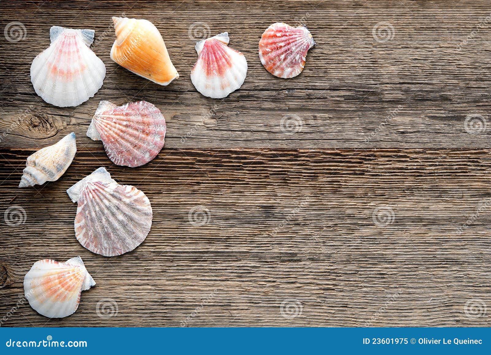 2,300 Wood Board Seashells Stock Photos - Free & Royalty-Free Stock ...