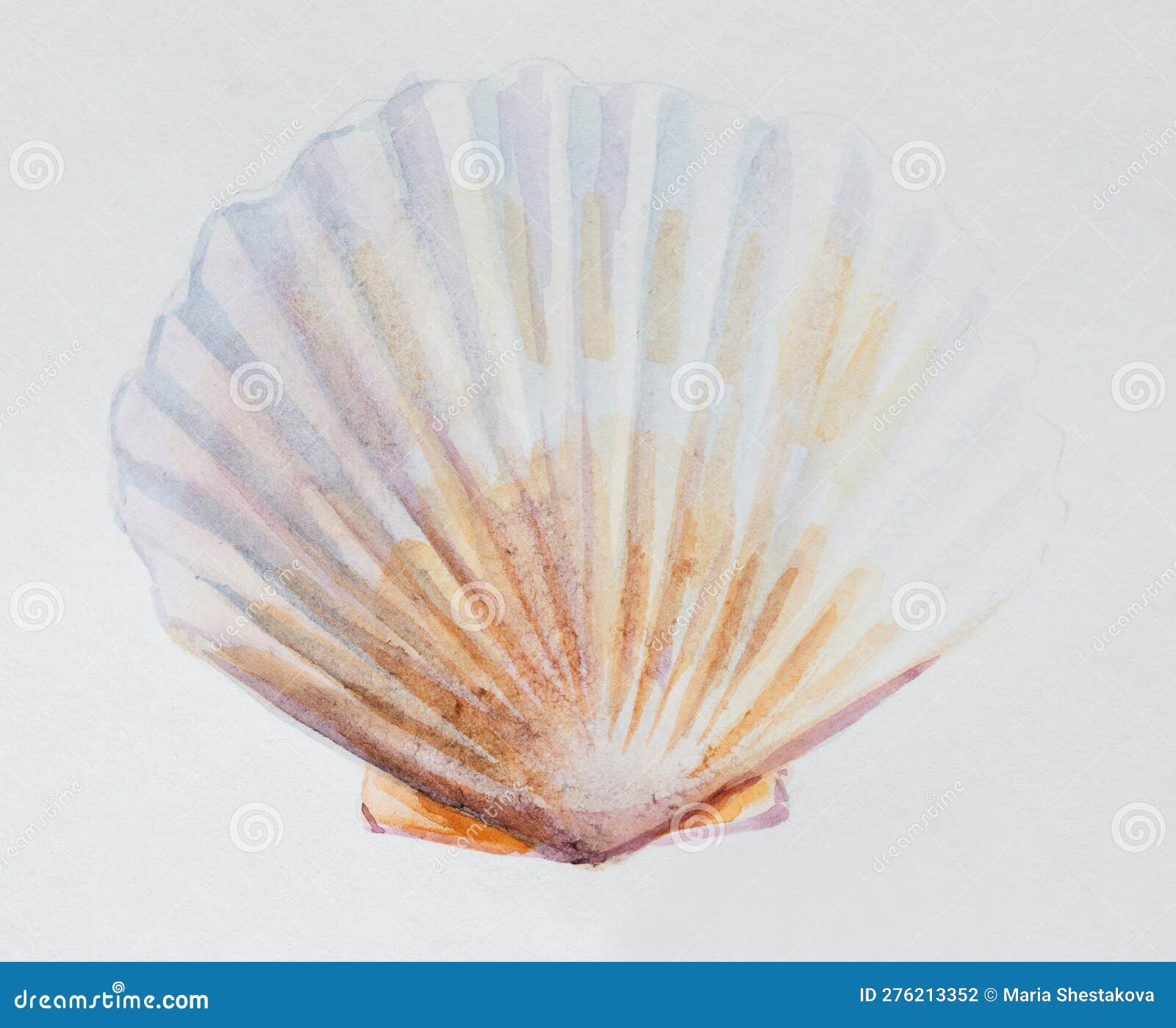 Seashells Painted in Watercolor on a White Background. Stock Photo ...