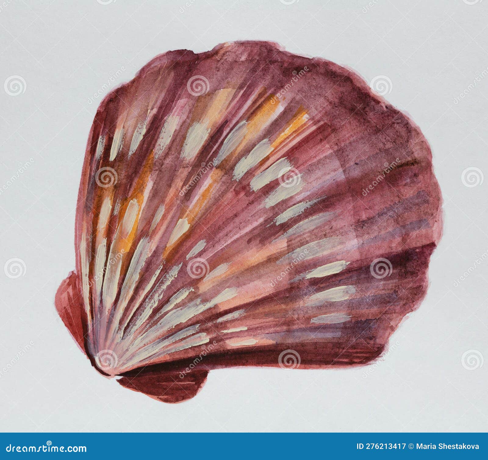 Seashells Painted in Watercolor on a White Background. Stock Image ...