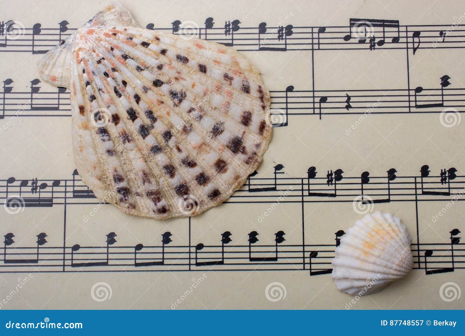 Seashells and Paper with Musical Notes Stock Image - Image of song ...