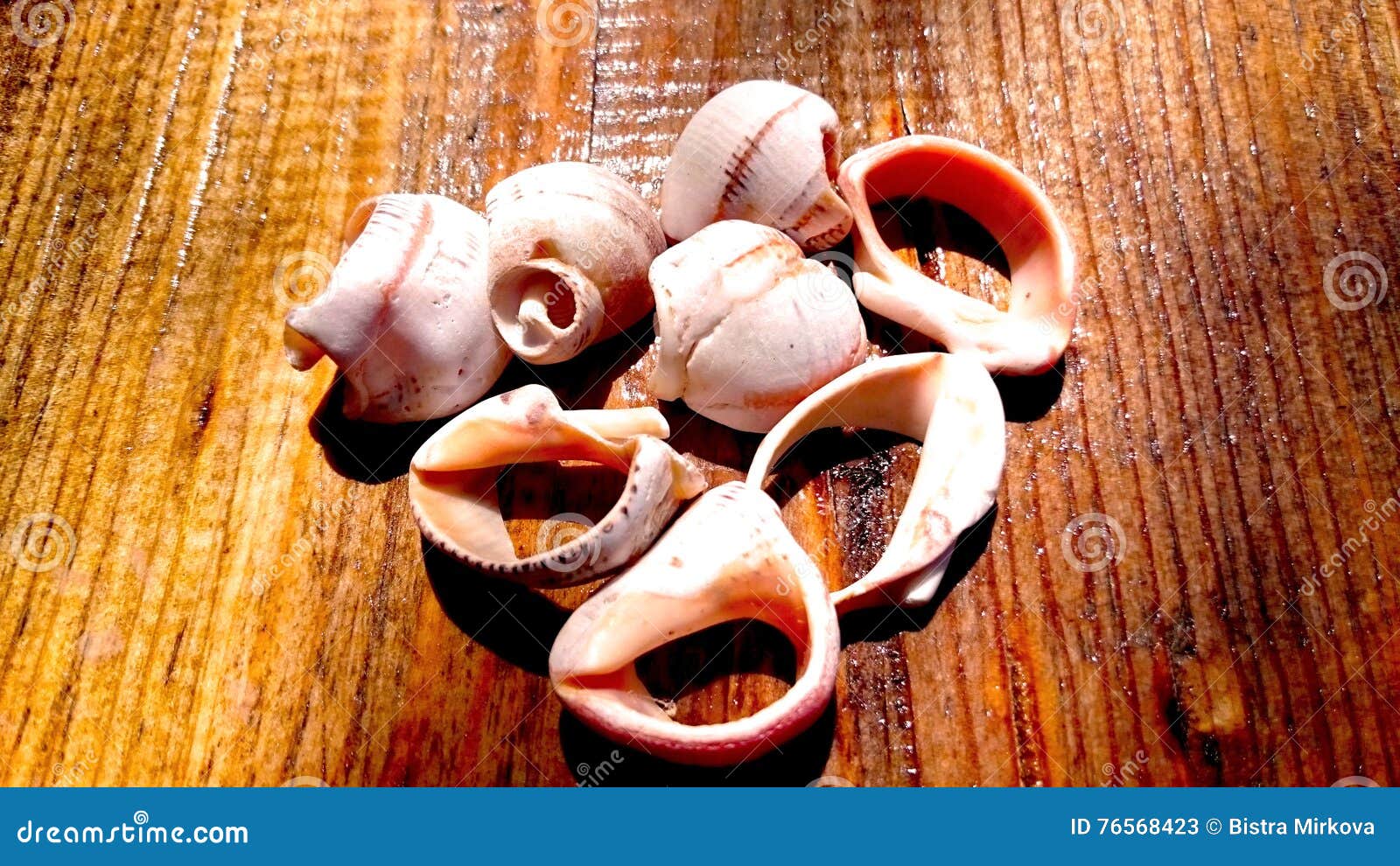 Seashells stock image. Image of summertime, vacation - 76568423