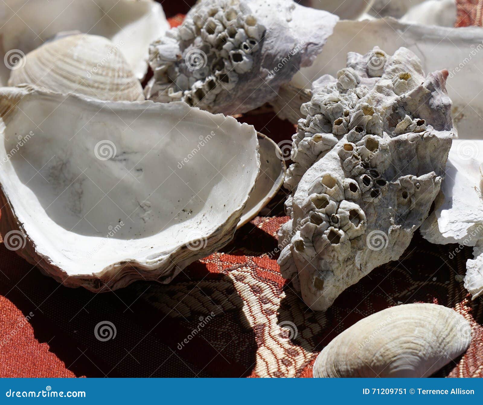 Seashells stock image. Image of fresh, oyster, hoodcanal - 71209751