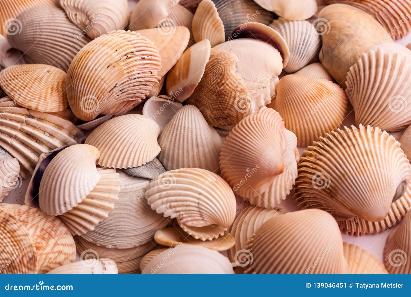 Seashells on a Plain Background Stock Image - Image of place, nature ...