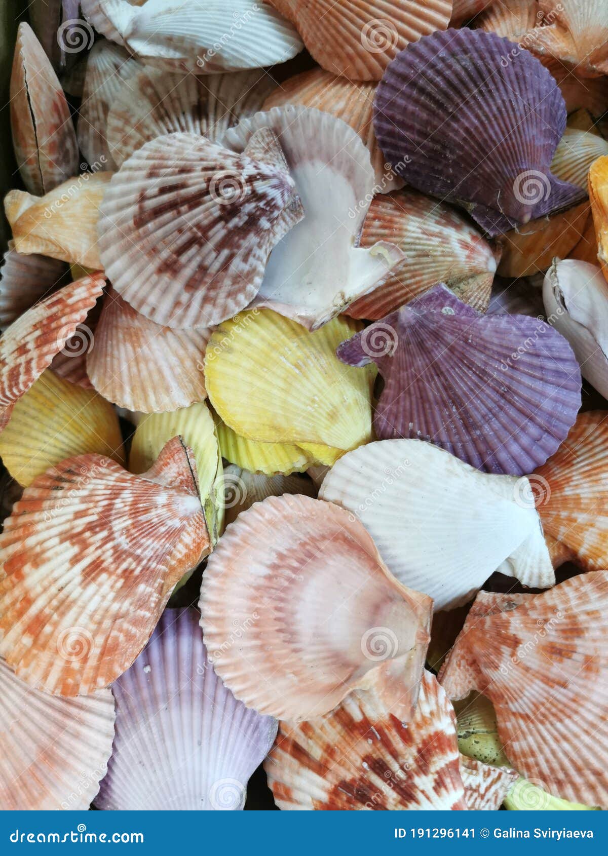 Seashell Background, Lots of Different Seashells Piled Together Stock ...