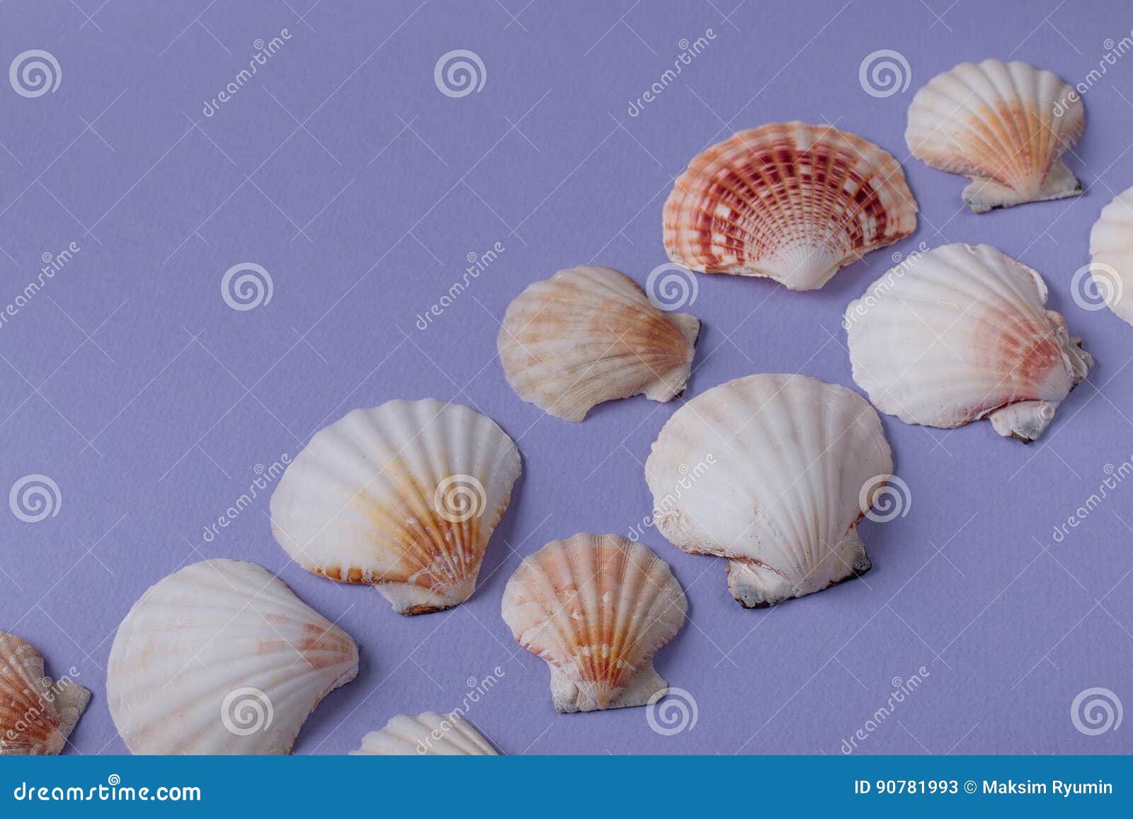 Seashells on purple stock image. Image of oceanic, ocean - 90781993
