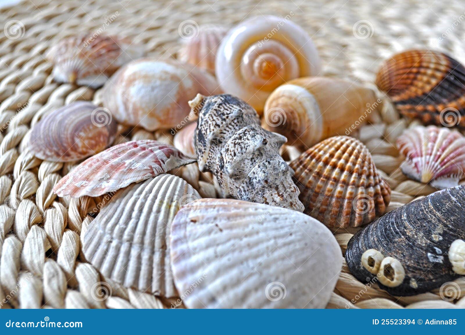 Seashells on rattan stock photo. Image of shell, group - 25523394