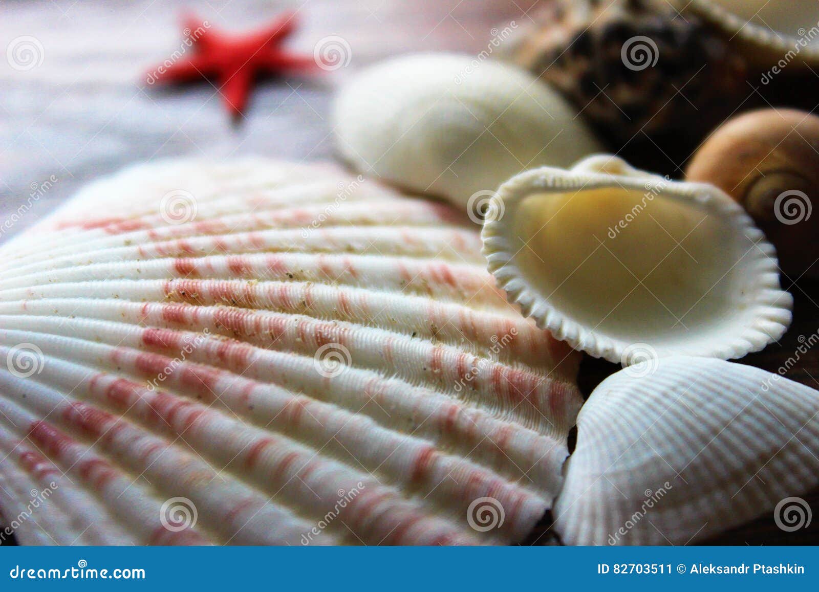 Seashells stock image. Image of decorations, seashells - 82703511