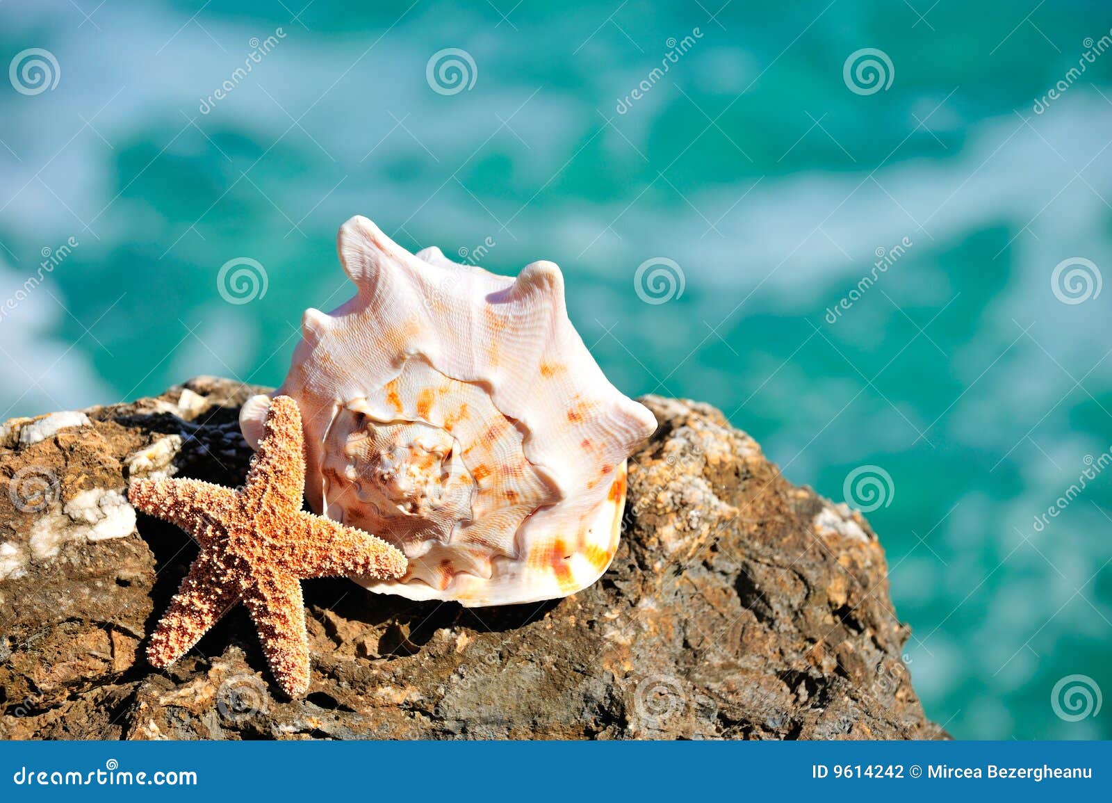 Seashells on rock stock photo. Image of shell, sunny, ecology - 9614242
