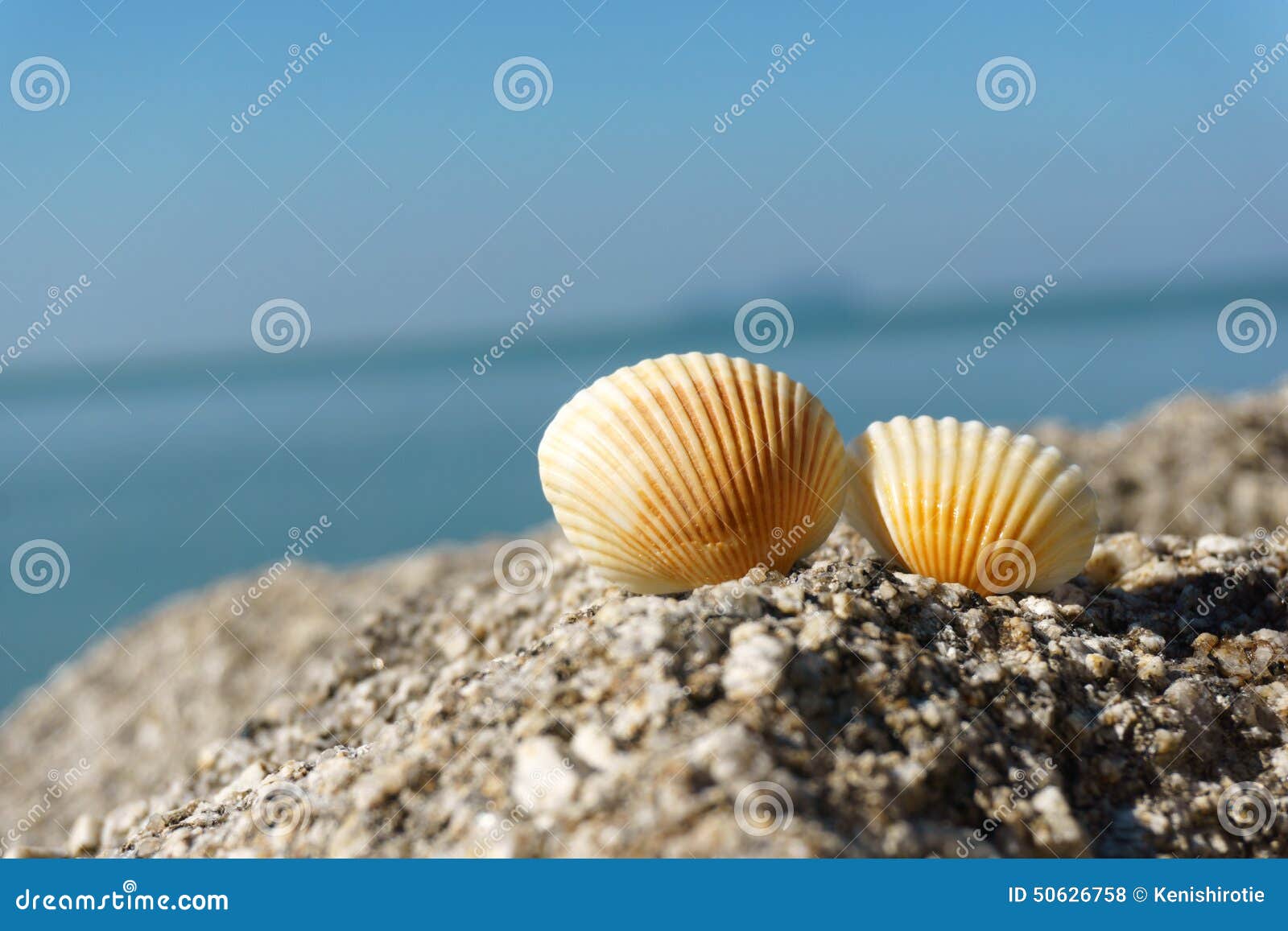 Seashells on rock stock photo. Image of relaxation, coast - 50626758