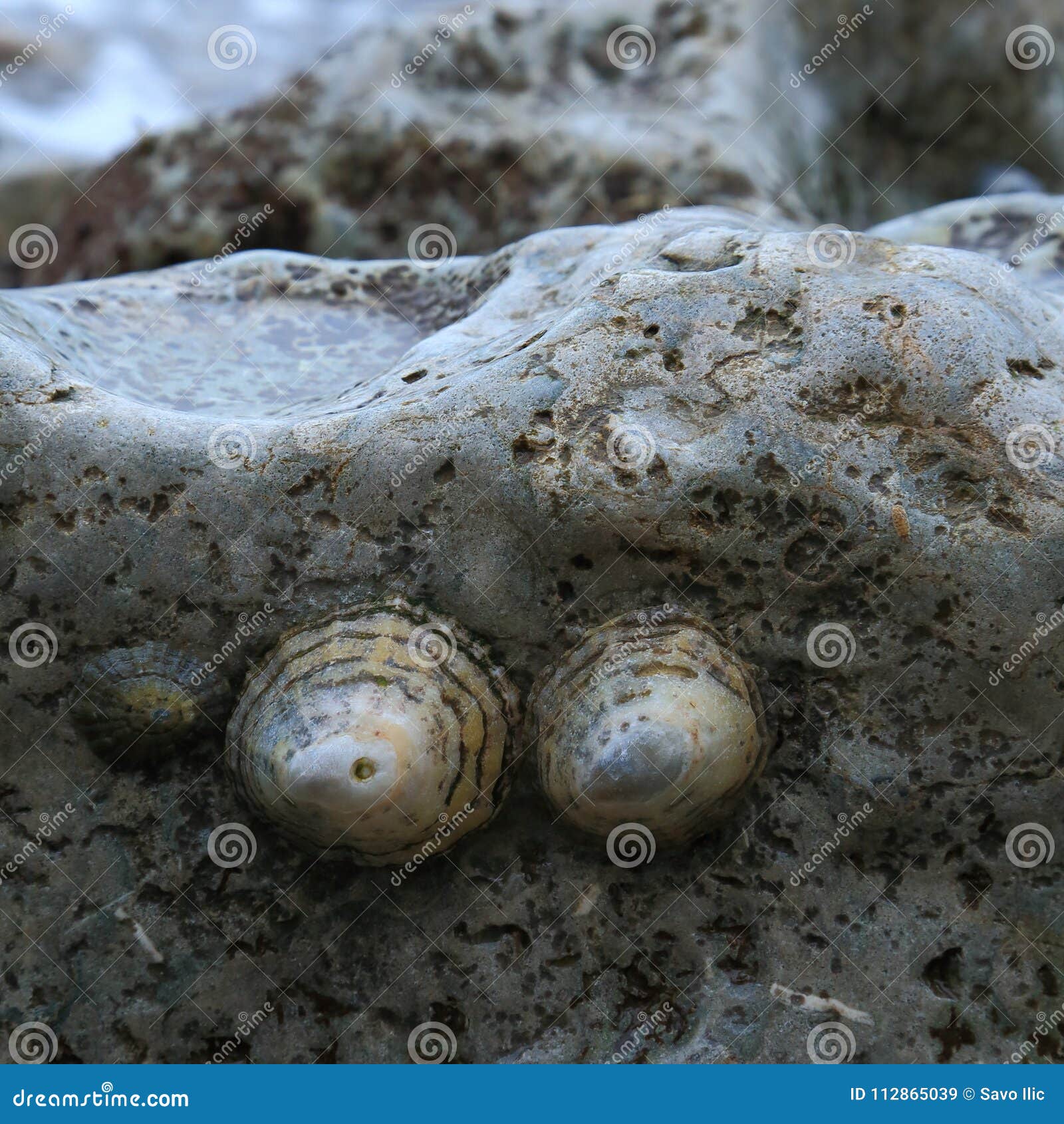 Seashells on the rock stock image. Image of coast, coastline - 112865039