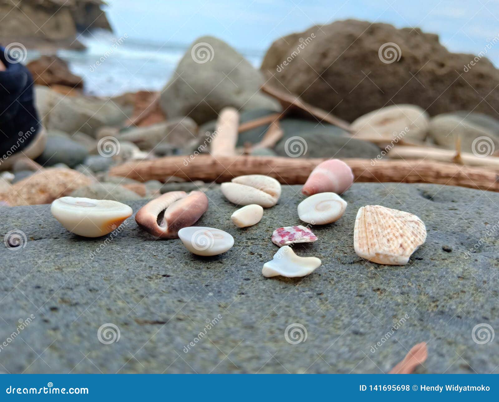 SEASHELLS on the ROCK stock photo. Image of ocean, blur - 141695698