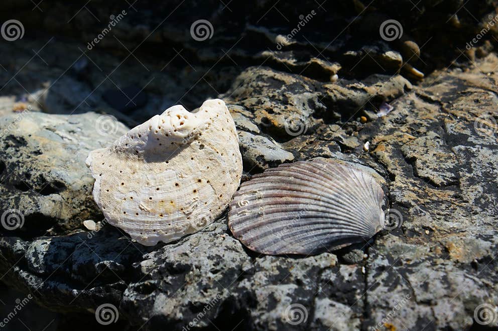 Seashells on a Rock on a Sunny Beach. Two Seashells Background. Stock ...