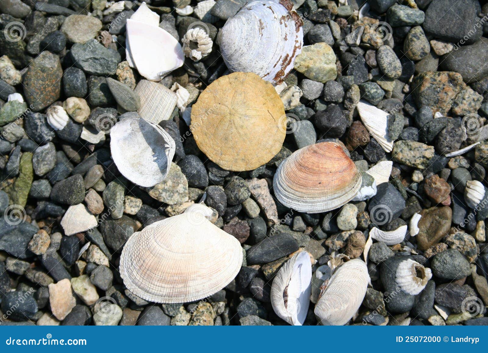 Seashells on rocks stock photo. Image of rocks, shells - 25072000