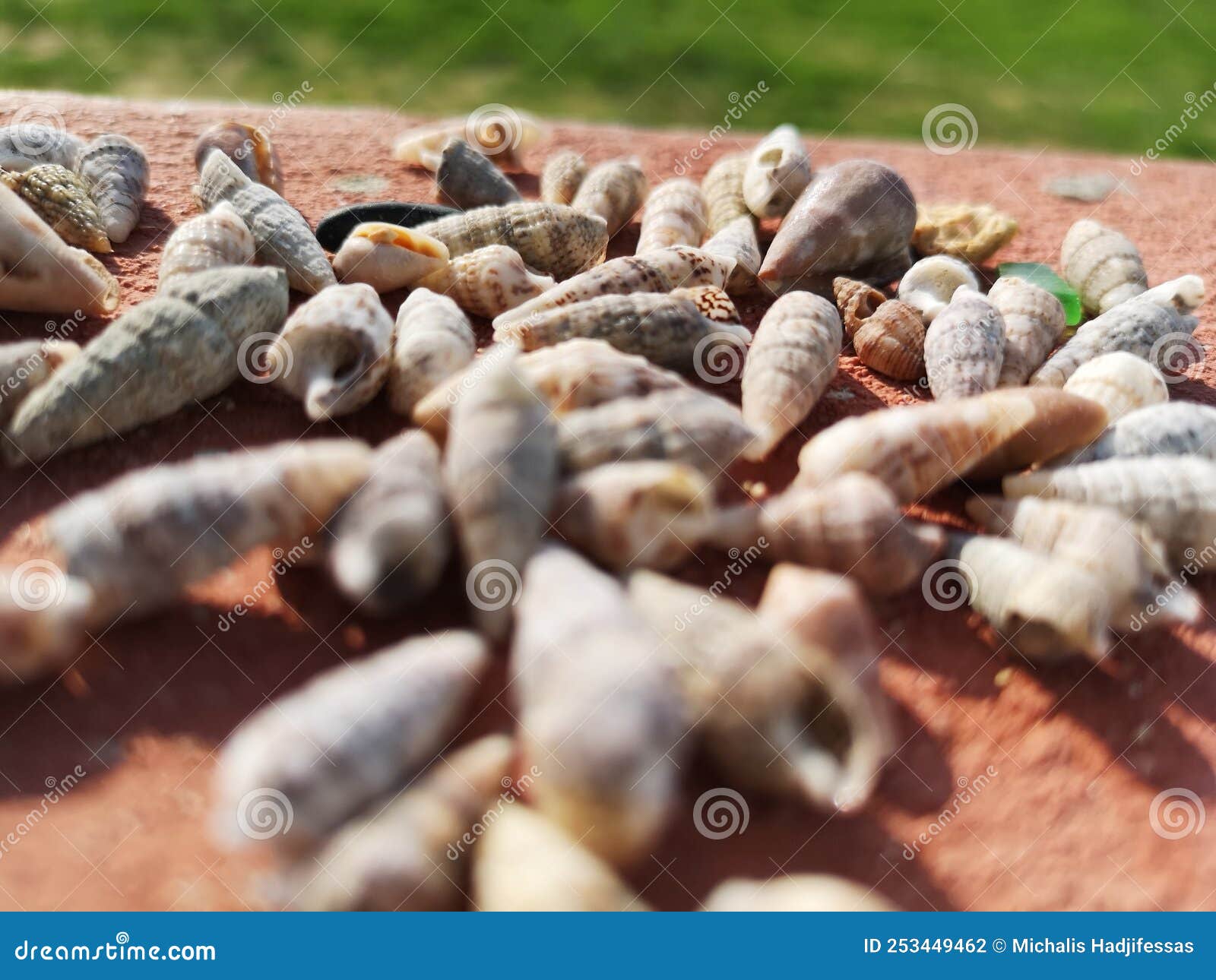 Seashells on the rocks 3 stock photo. Image of rock - 253449462