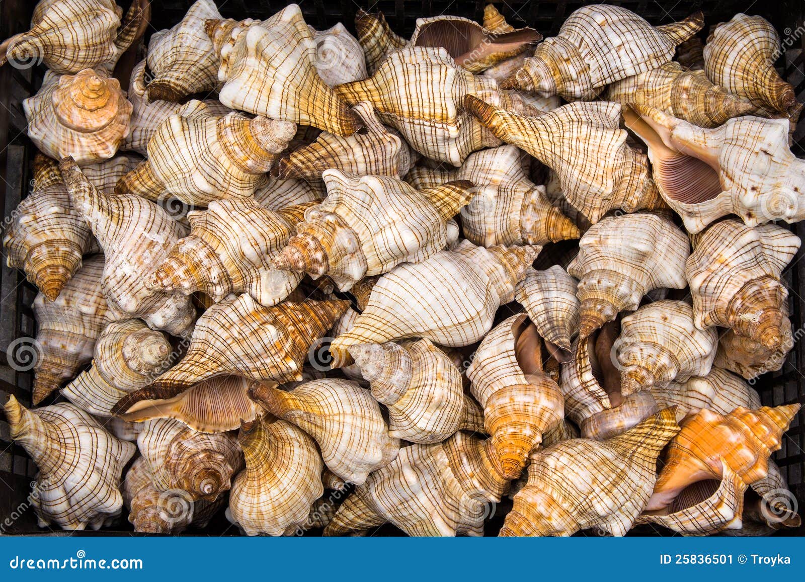 Seashells for sale. stock image. Image of market, marine - 25836501