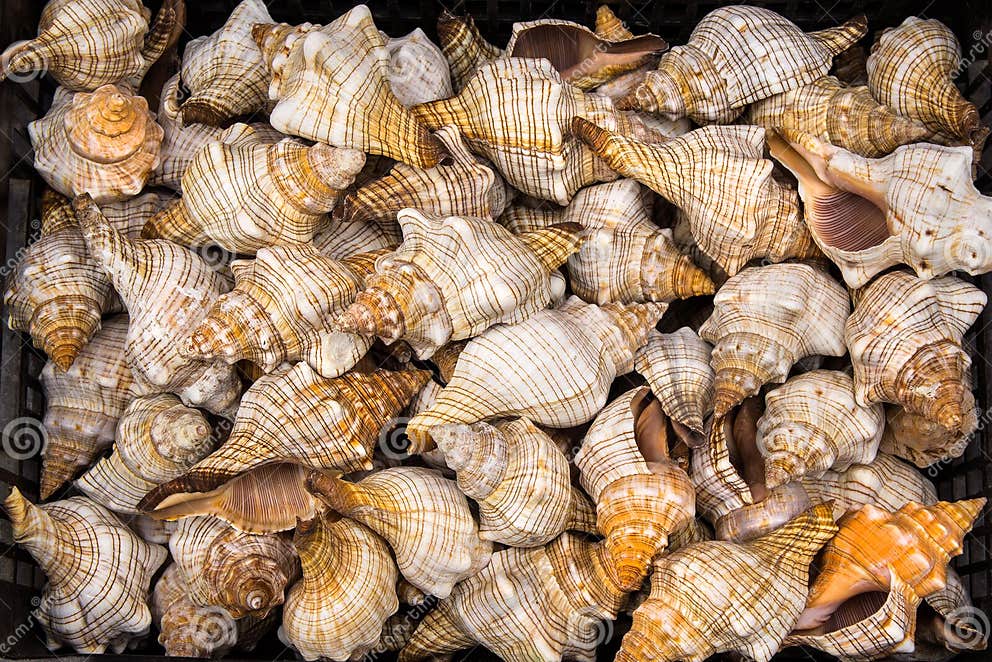 Seashells for sale. stock image. Image of market, marine - 25836501