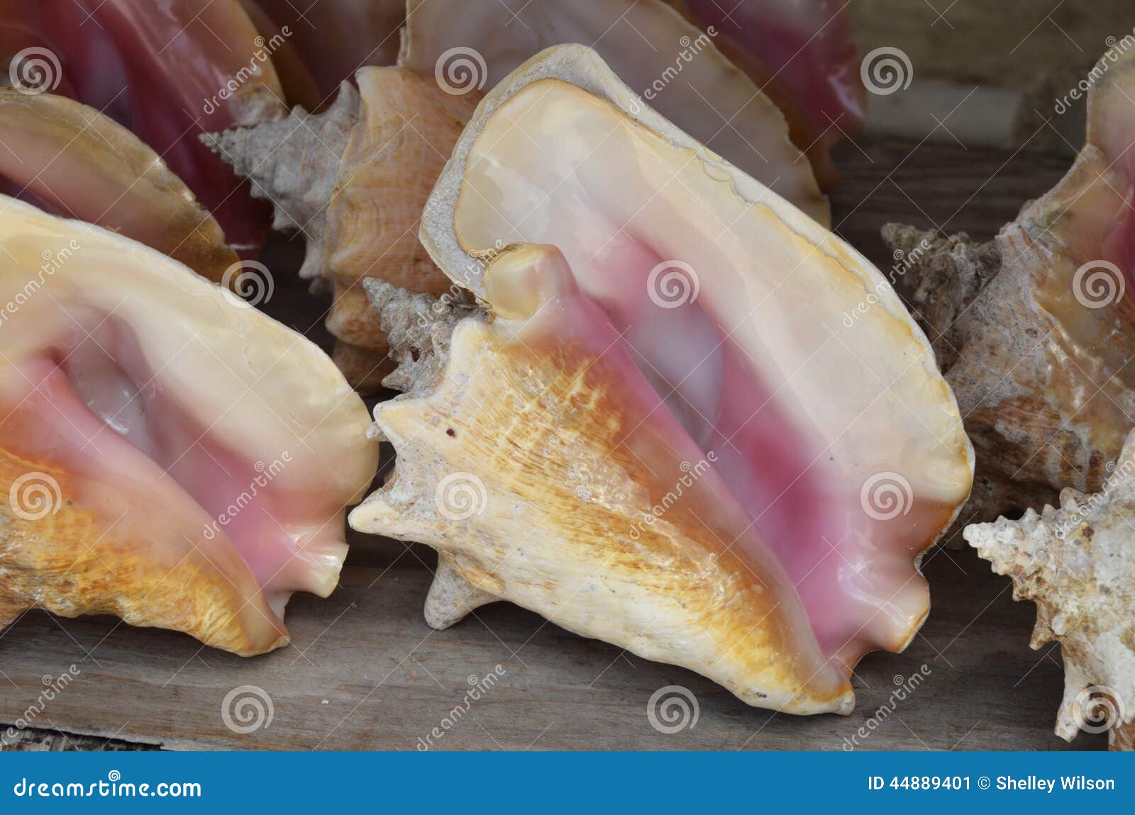 Seashells stock image. Image of belize, beautiful, travel - 44889401