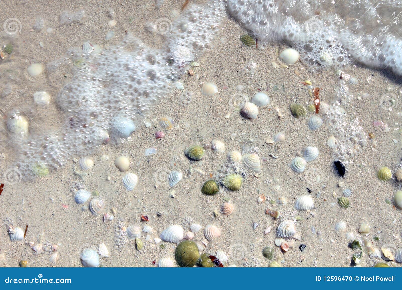 Seashells in the Sand stock photo. Image of sand, angle - 12596470