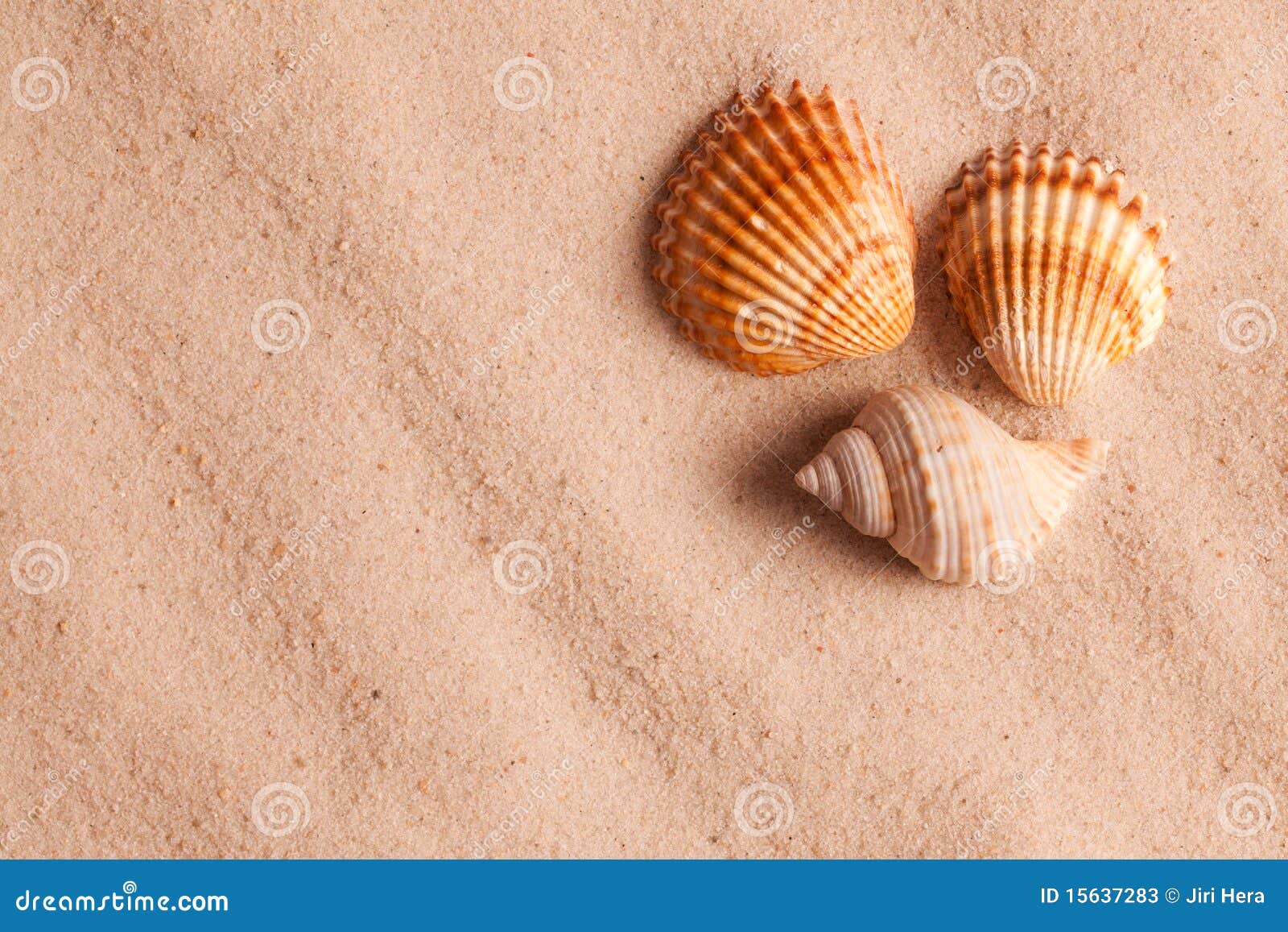 Seashells in sand stock image. Image of conch, brown - 15637283
